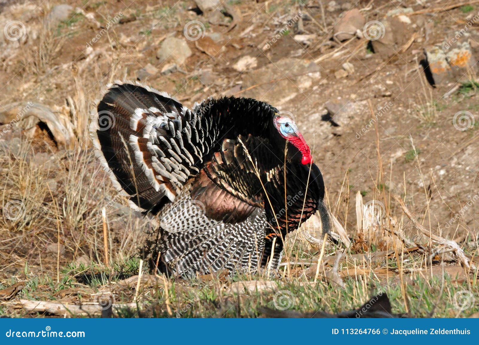 Wilder Merriam Tom Turkey Strutting Stockfoto - Bild von thanksgiving ...