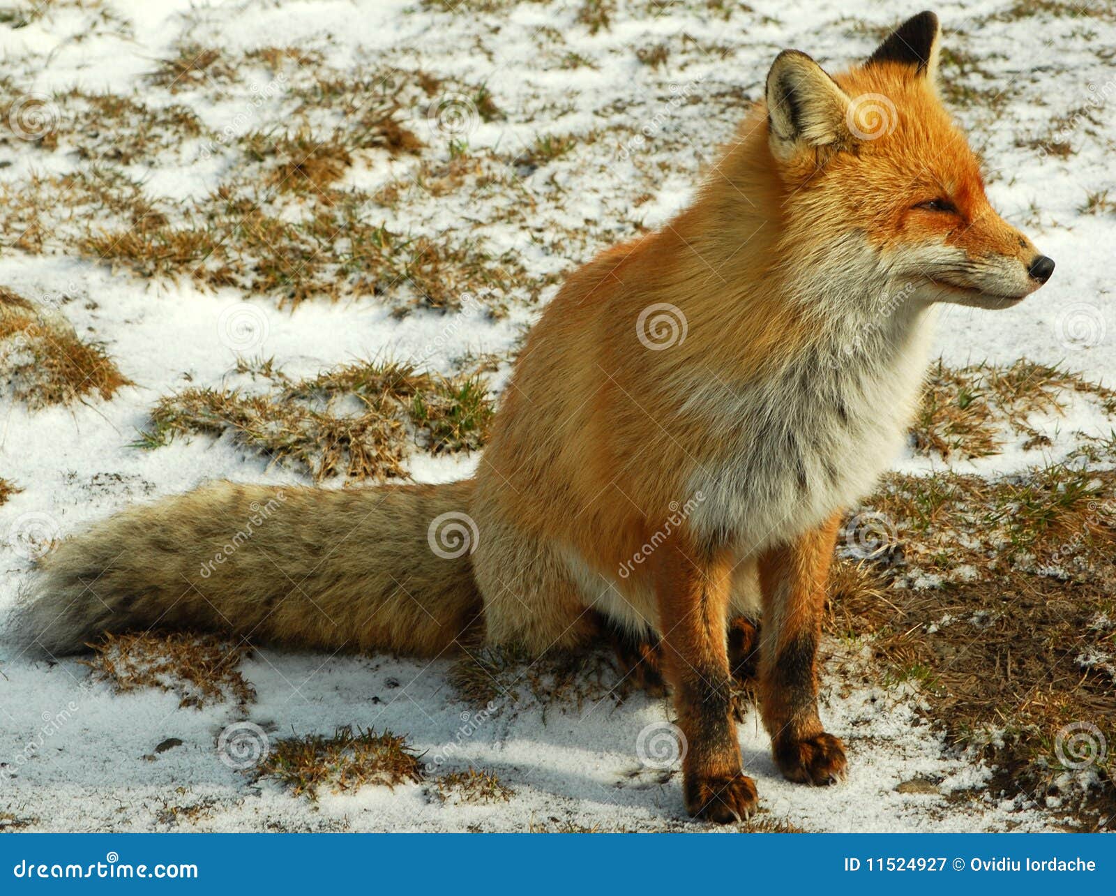 Wilder roter Fuchs stockbild. Bild von säugetiere, schutz - 11524927