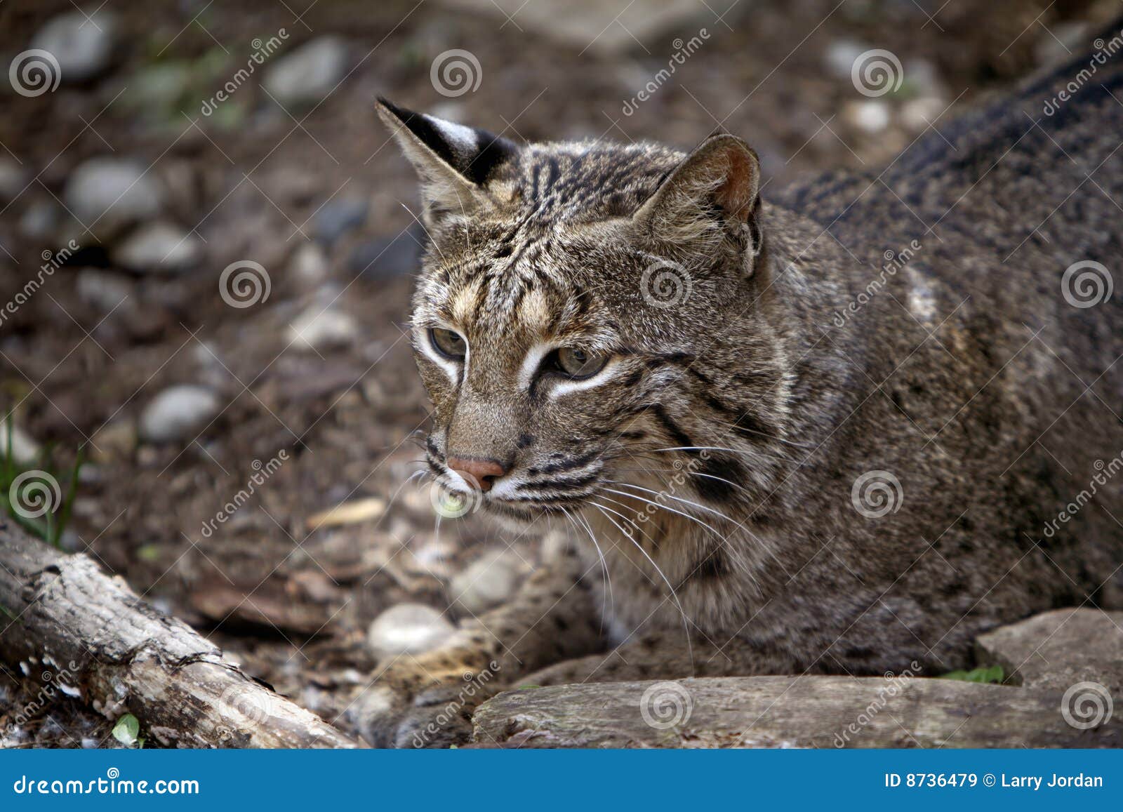 Wilder Rotluchs-Luchs Rufus Stockbild - Bild von rufus, katze: 8736479
