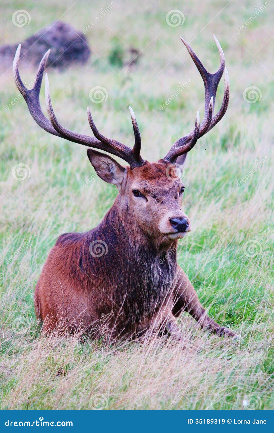 Wilder Rotwildhirsch Im Buschigen Park England Stockbild - Bild von ...