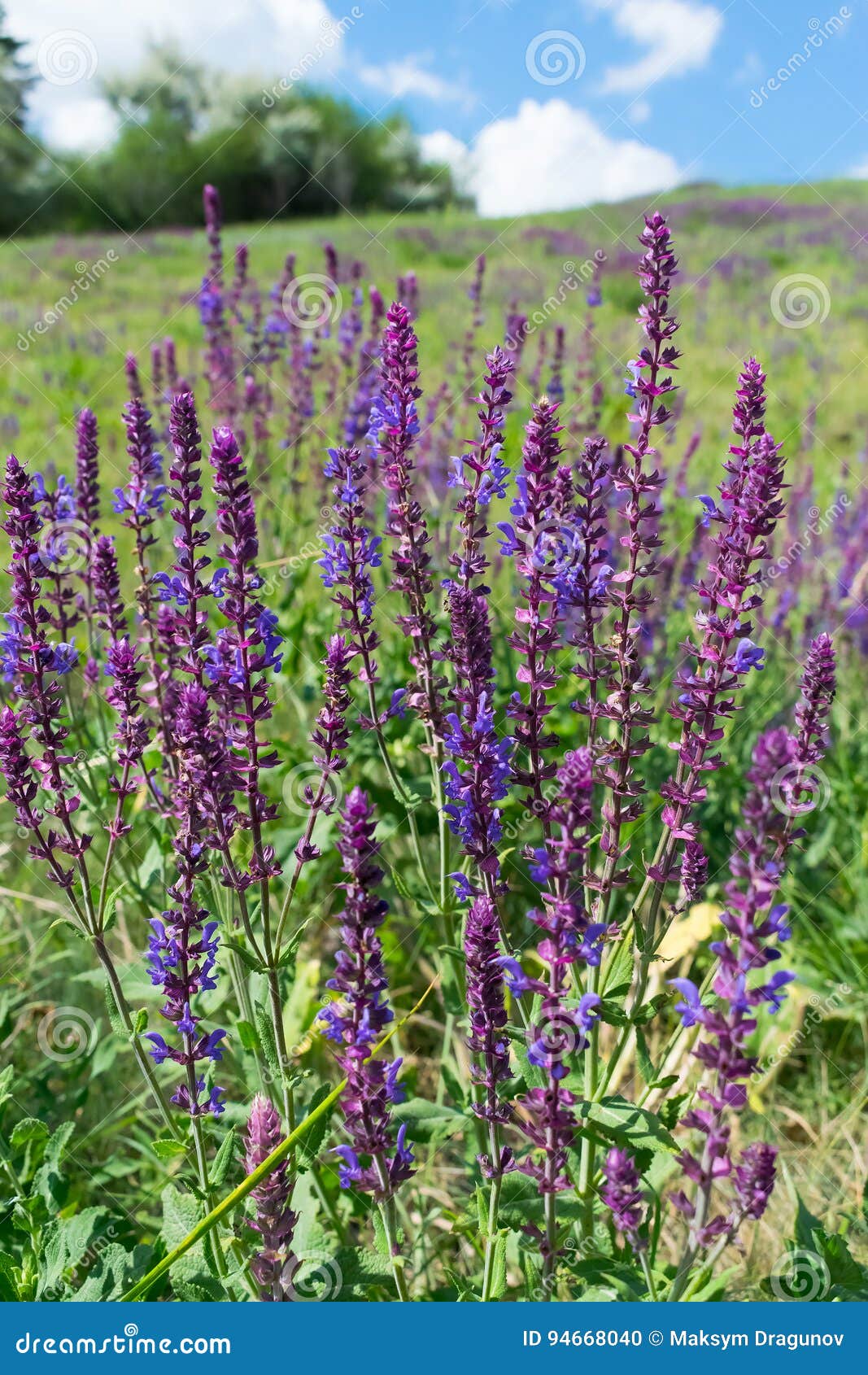 Wilder Salbei-Blumen stockfoto. Bild von blatt, pflanzen - 94668040