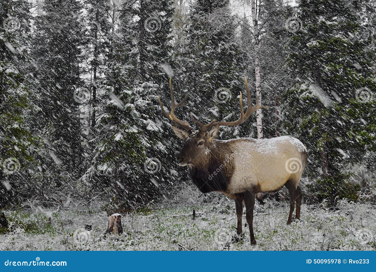 Wilder Sibirischer Hirsch Im Winterwald Stockfoto - Bild von tanne ...
