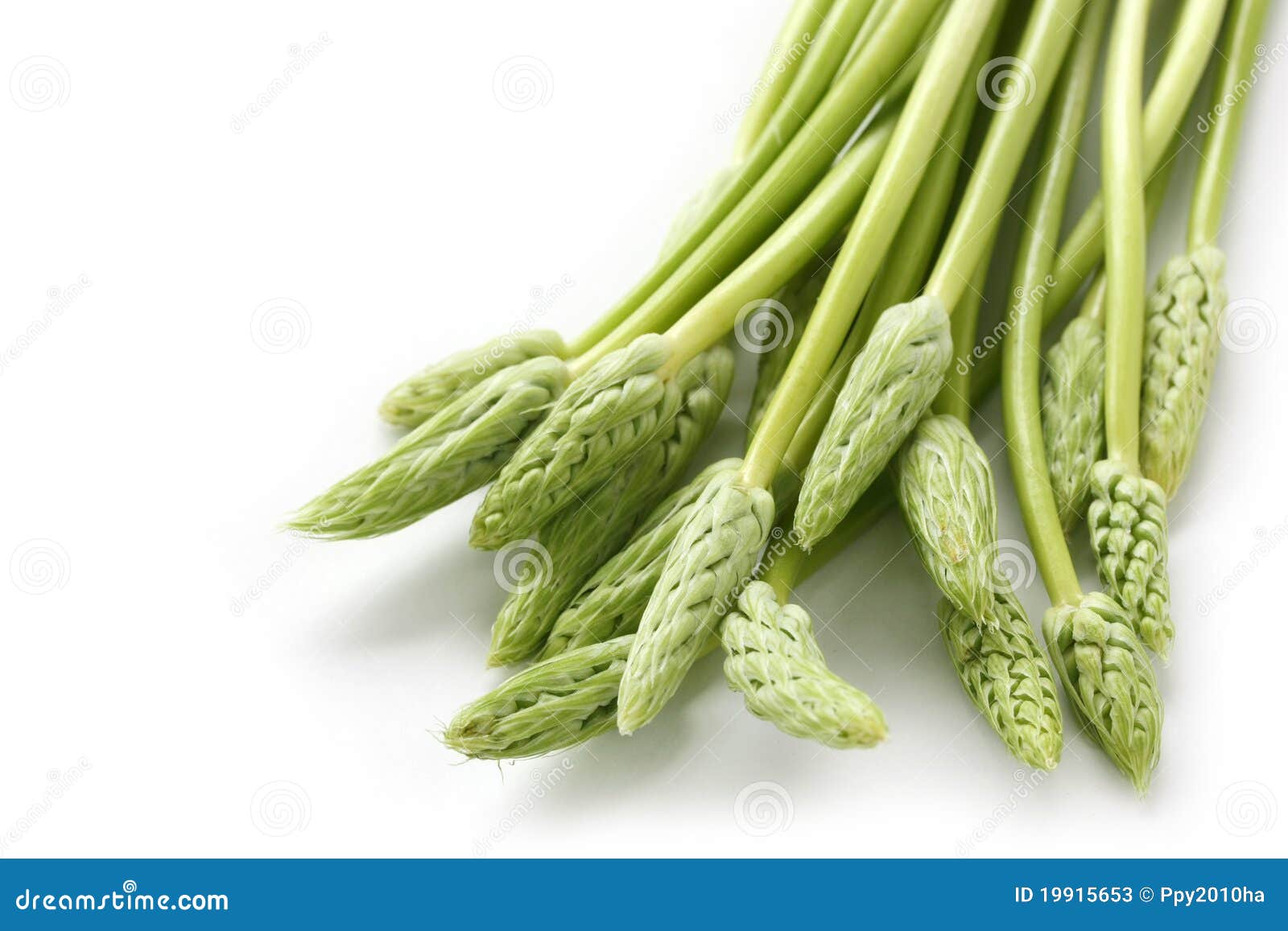 Wilder Spargel stockbild. Bild von spargel, frisch, bestandteil - 19915653