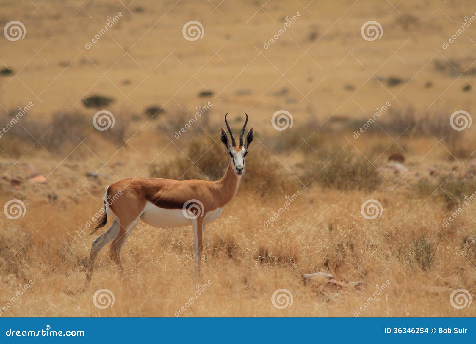 Wilder Springbock Namibia stockfoto. Bild von afrika - 36346254