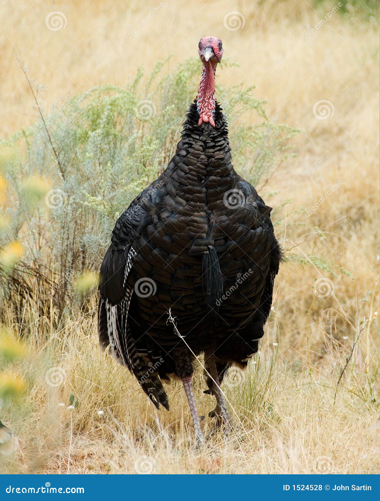 Wilder Tom-Truthahn stockfoto. Bild von blick, wild, vogel - 1524528