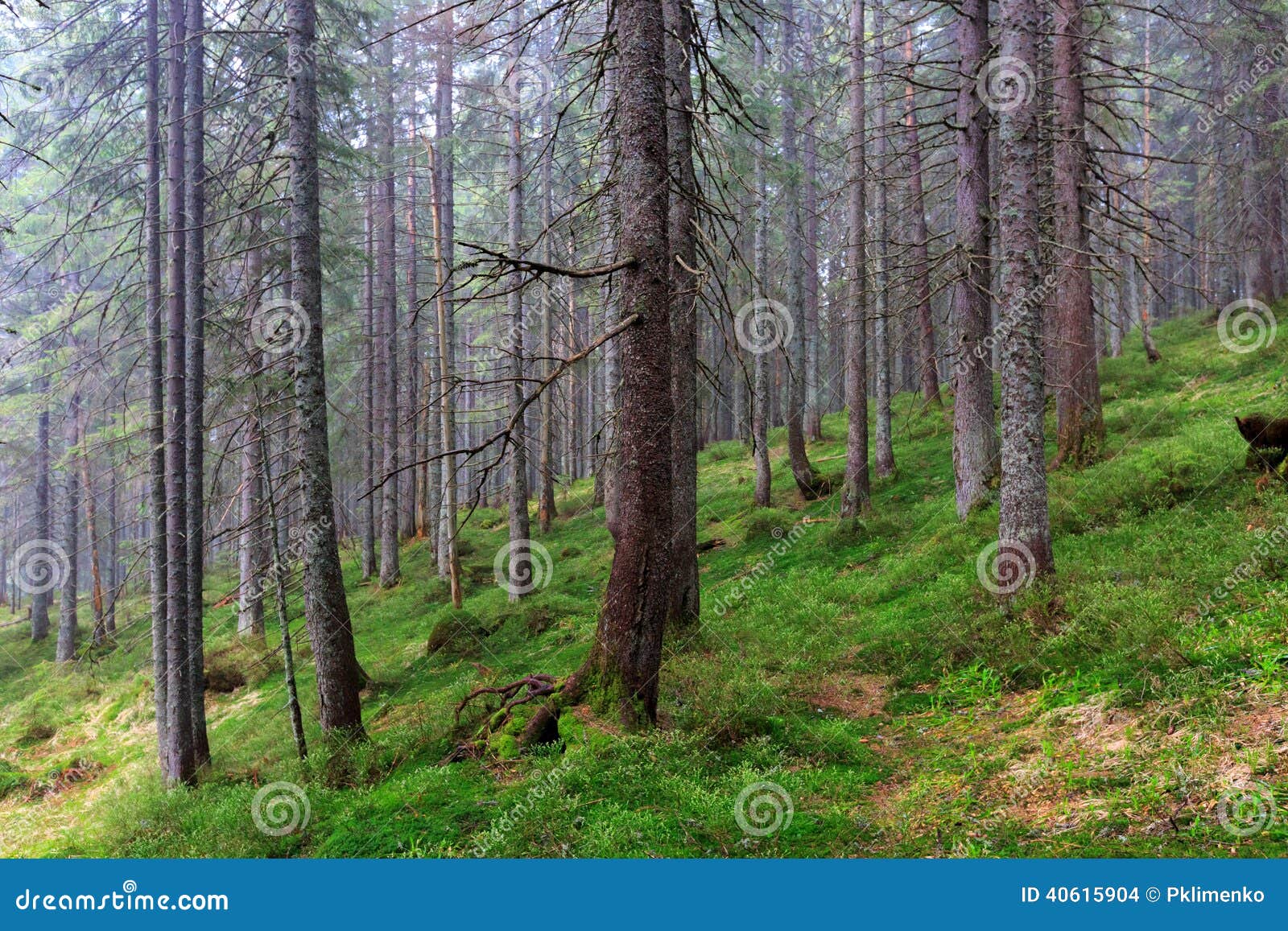 Wilder Wald stockfoto. Bild von nett, grün, karpaten - 40615904