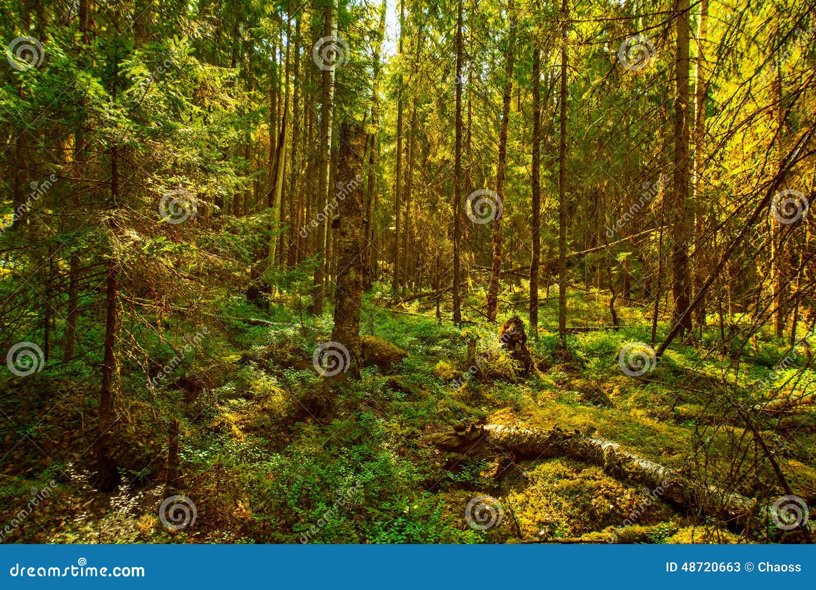 Wilder Wald stockbild. Bild von landschaft, geheimnis - 48720663