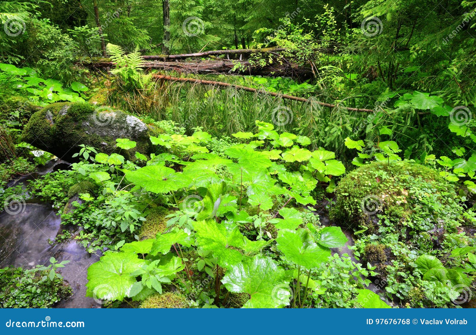 Wilder Wald Im Nationalpark Sumava Stockfoto - Bild von betrieb, holz ...