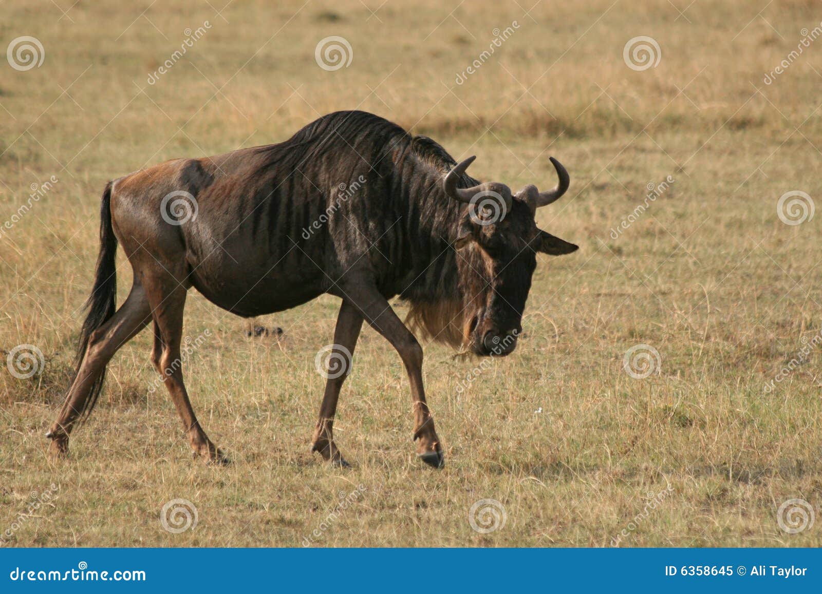 Wilderbeast stock image. Image of herbivore, game, neck - 6358645