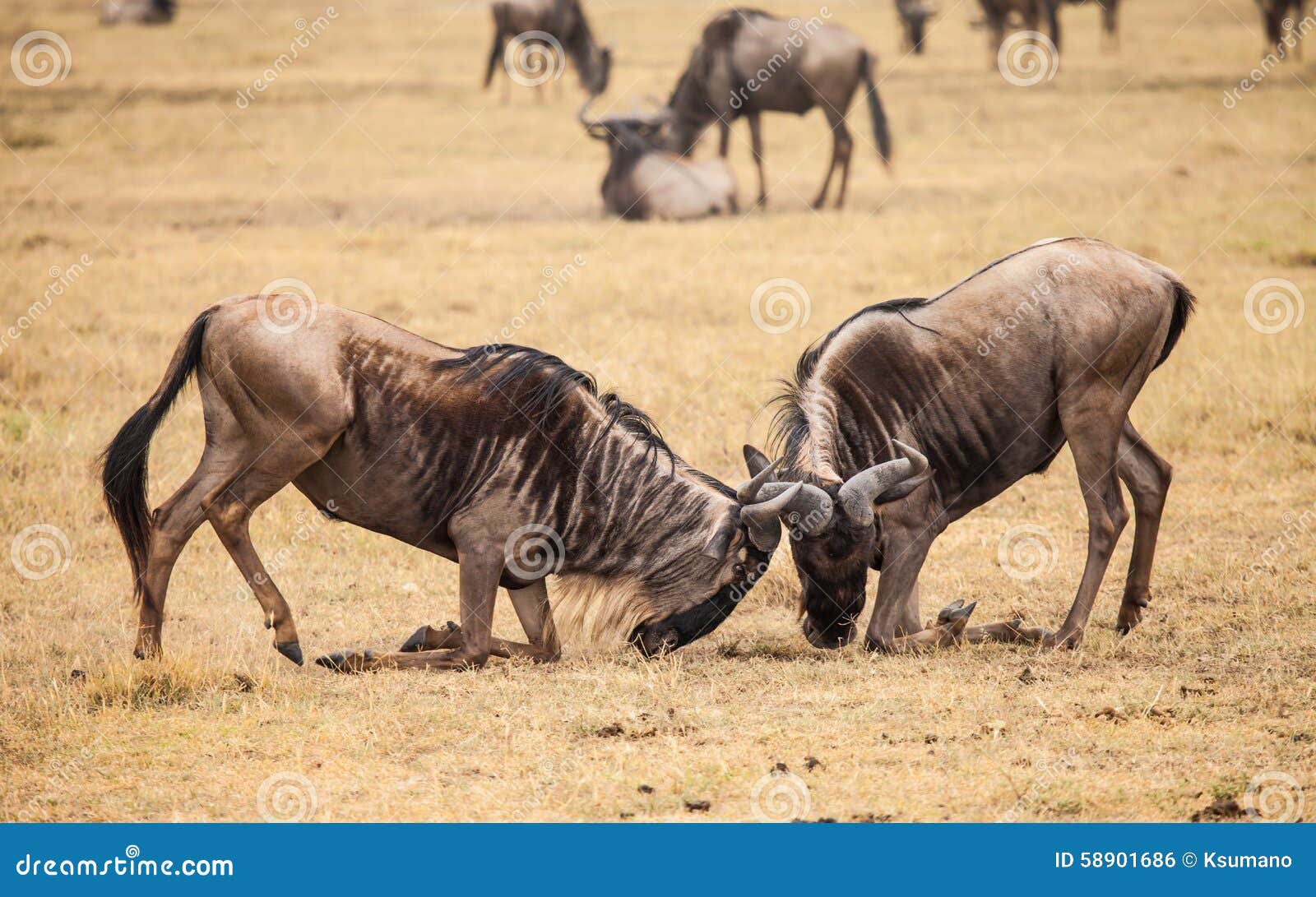 Wilderbeast stock photo. Image of africa, safari, attack - 58901686