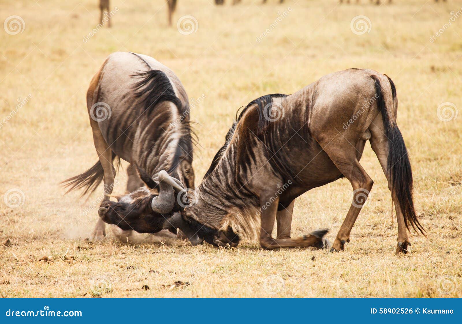 Wilderbeast stock photo. Image of africa, moving, tourism - 58902526
