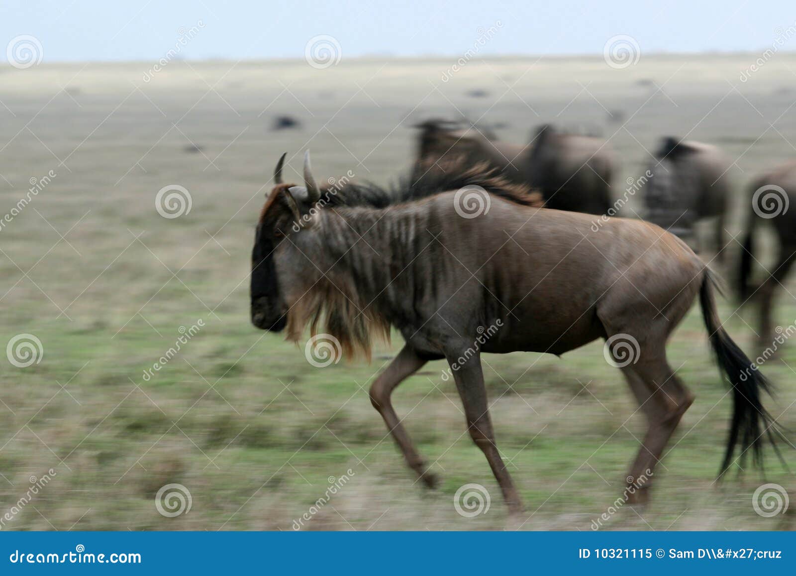 Wilderbeast Running stock image. Image of animals, savannah - 10321115