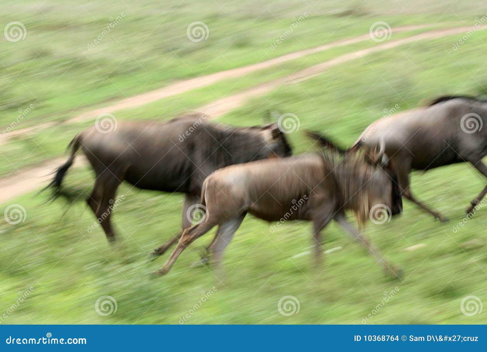 Wilderbeast Running , Africa Stock Photo - Image of blue, african: 10368764