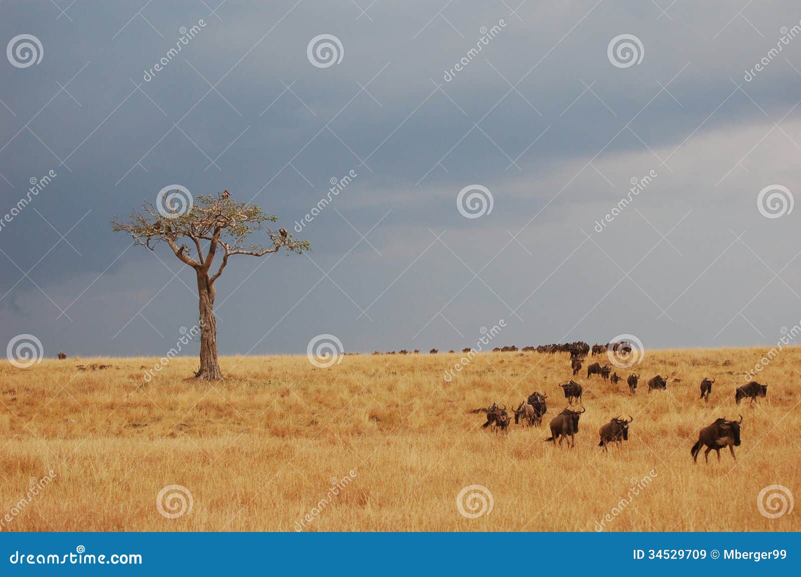 Wilderbeasts Auf Der Savanne Stockbild - Bild von tansania, erhaltung ...
