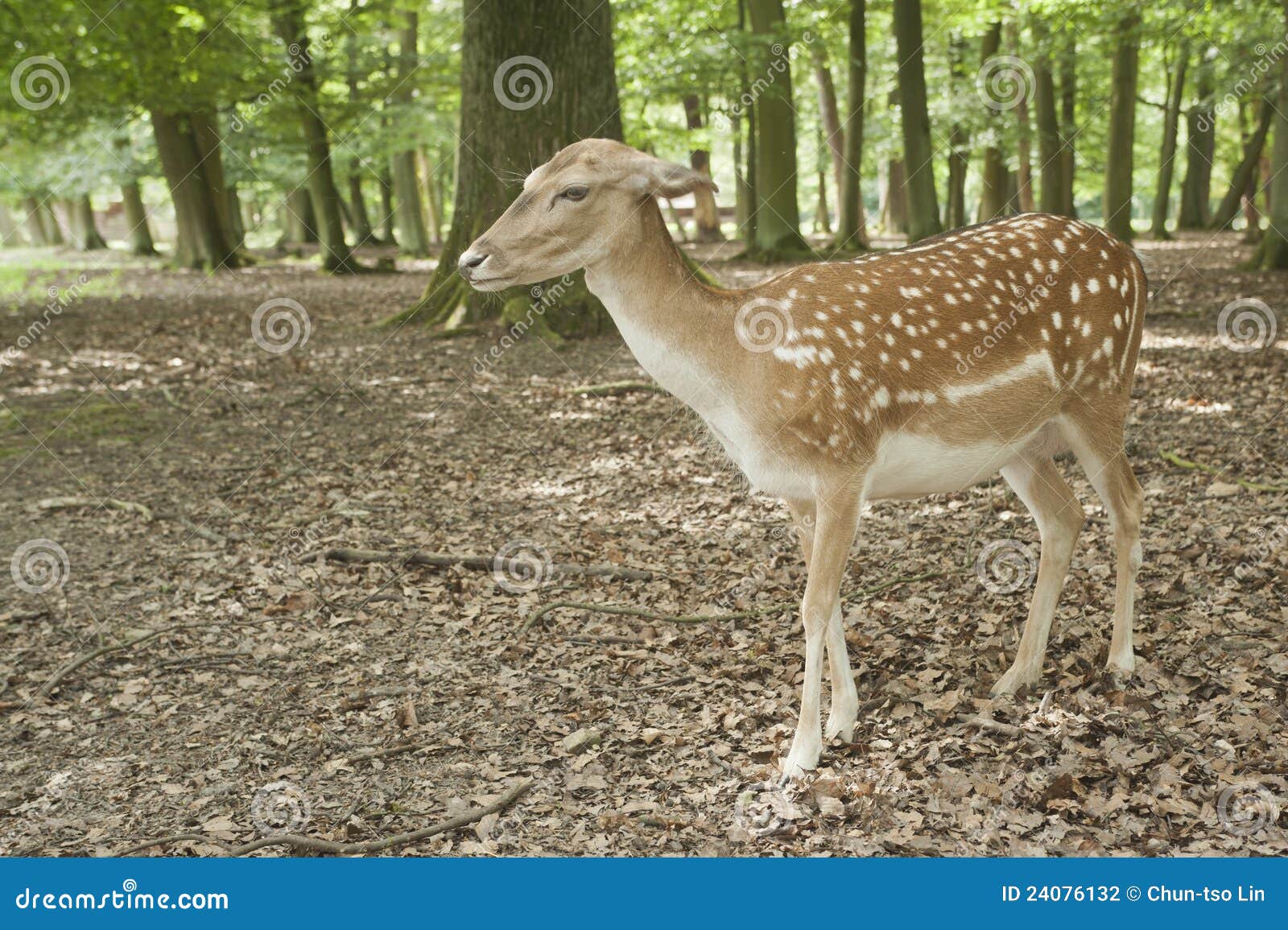 Wilderness Animal of Fallow Deer in Black Forest. Stock Photo - Image ...