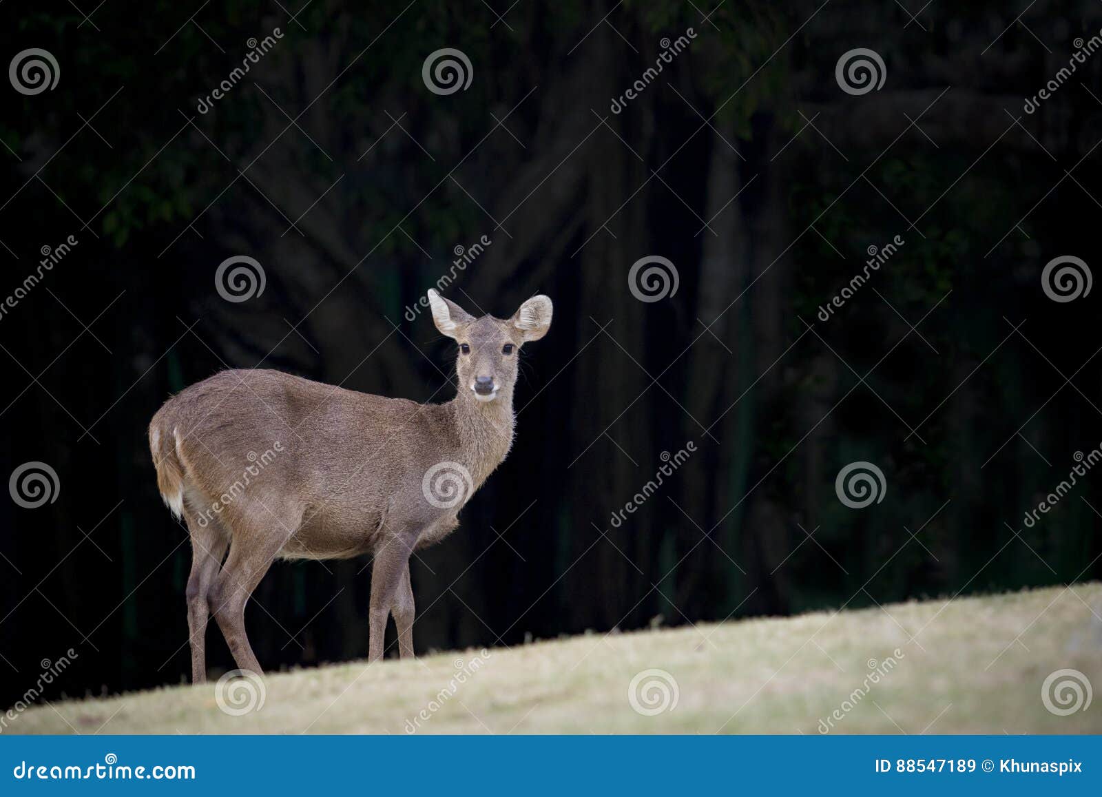 Natural Wild Sponge Stock Photography | CartoonDealer.com #4313330