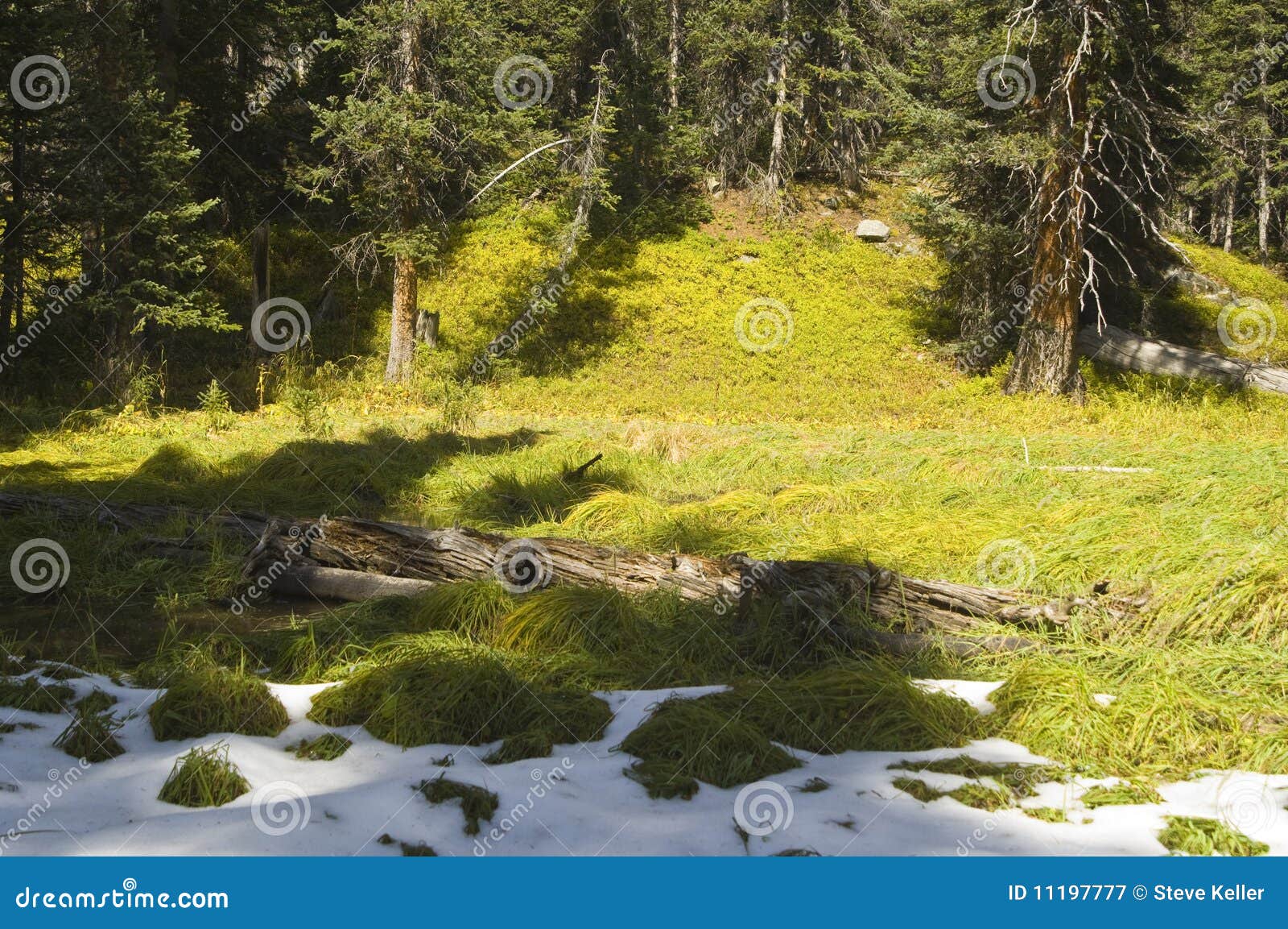 Wilderness early snow stock image. Image of aspen, fall - 11197777