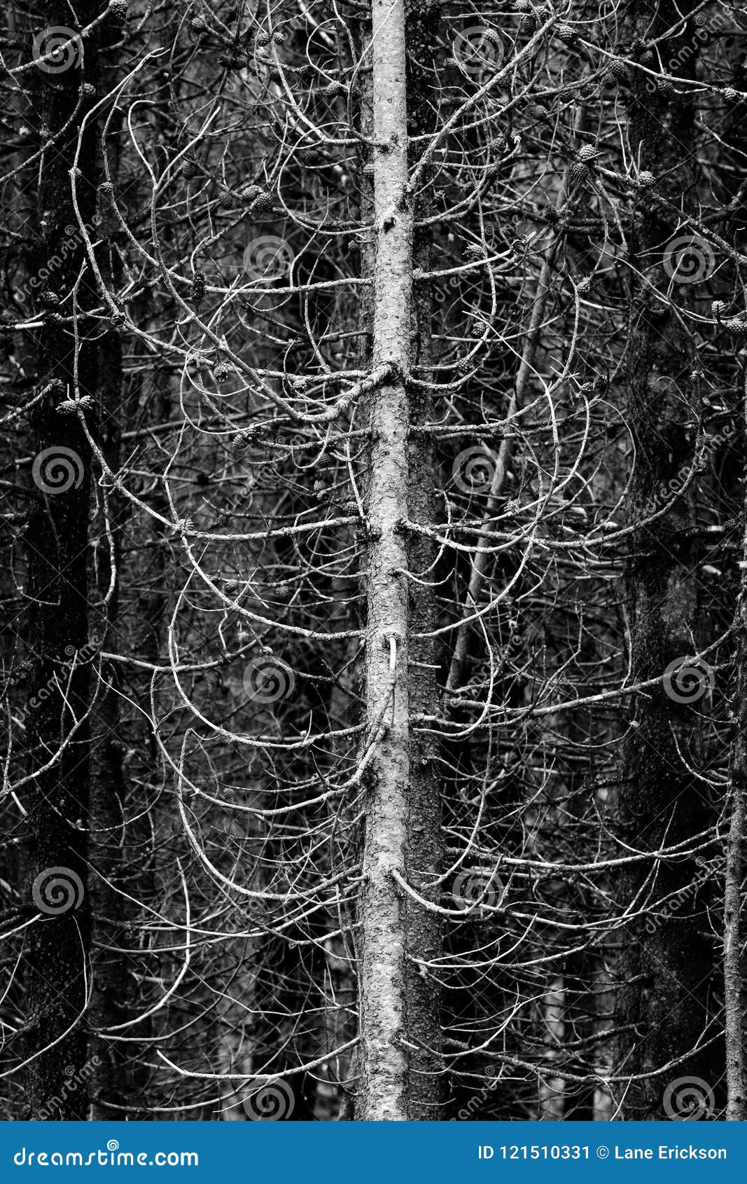 Wilderness Forest of Pine Trees Limbs and Branches Stock Image - Image ...