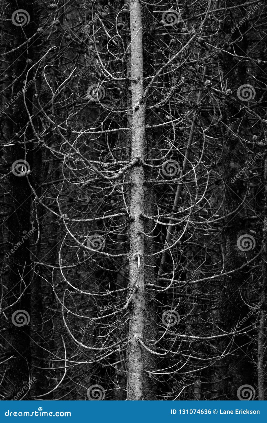 Wilderness Forest of Pine Trees Limbs and Branches Stock Photo - Image ...