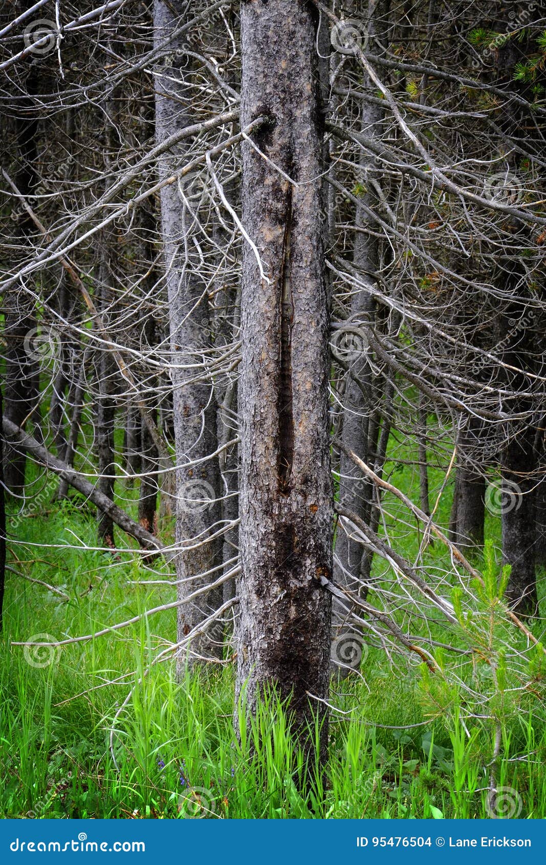 Wilderness Forest of Pine Trees Limbs and Branches Stock Photo - Image ...