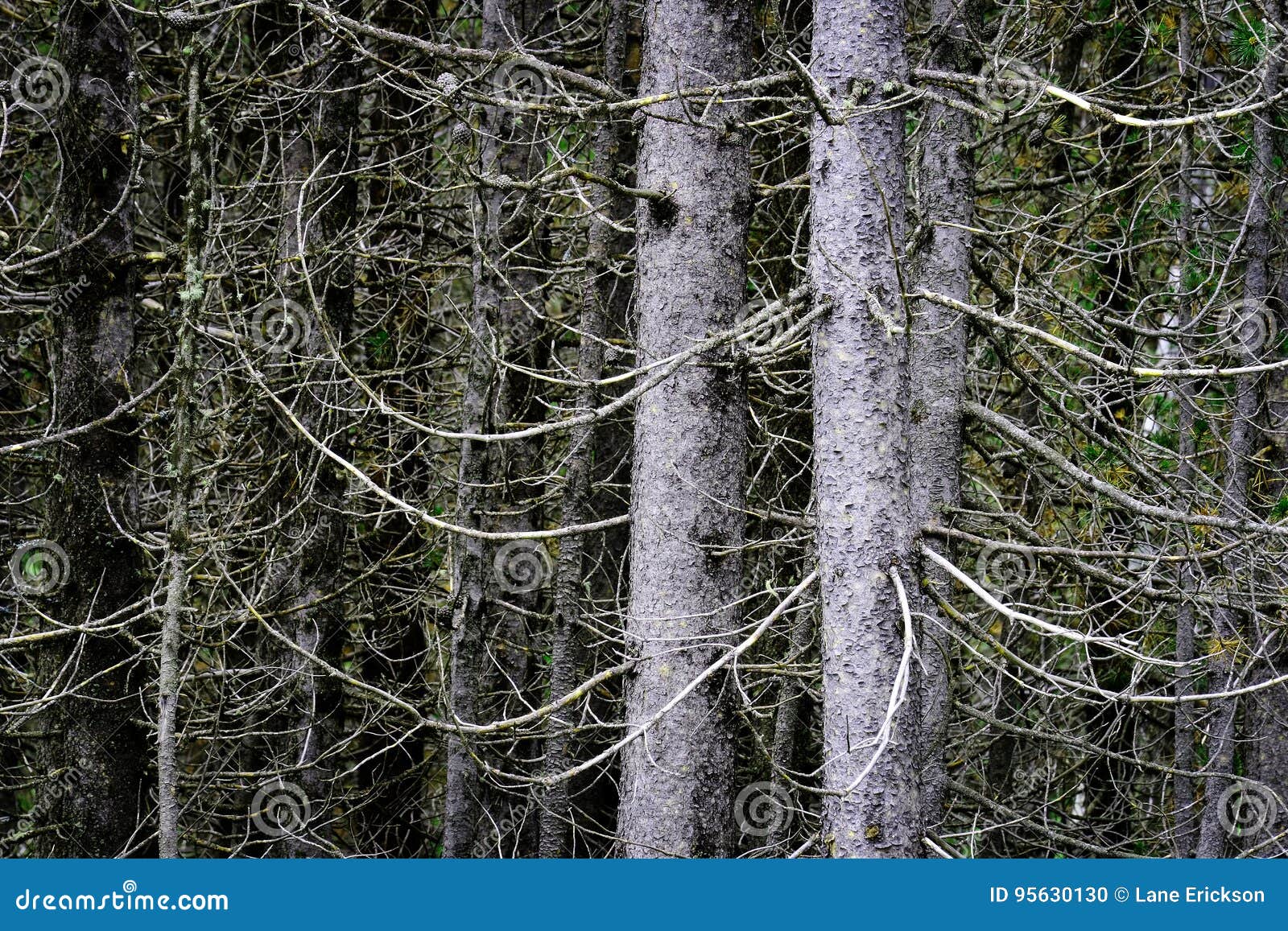 Wilderness Forest of Pine Trees Limbs and Branches Stock Photo - Image ...