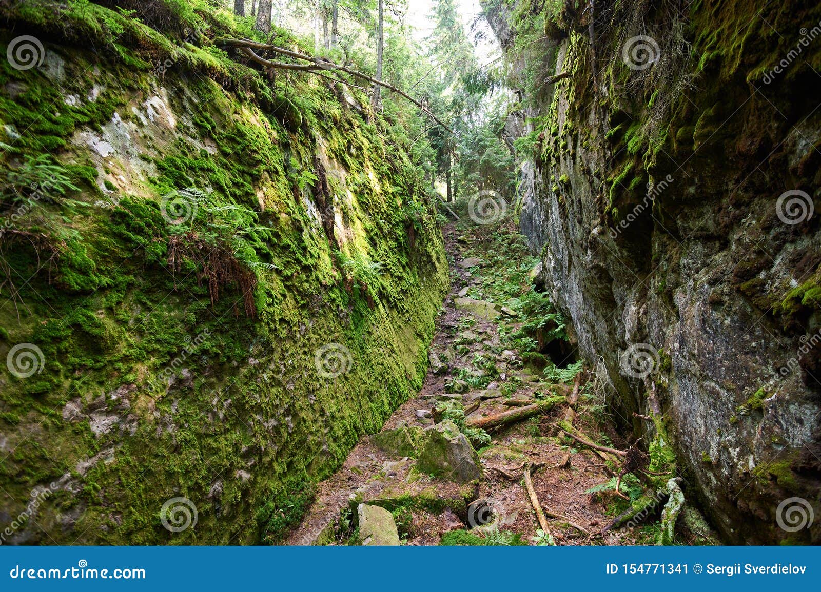 Wilderness Landscape Forest with Rocks, Fir Trees and Moss Stock Image ...
