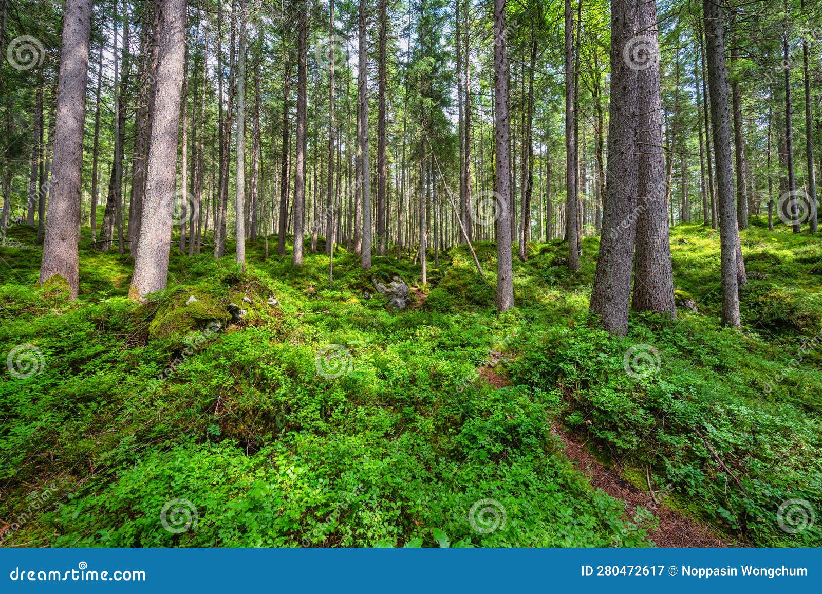 Wilderness Landscape Pine Tree Forest with Green Moss Stock Image ...
