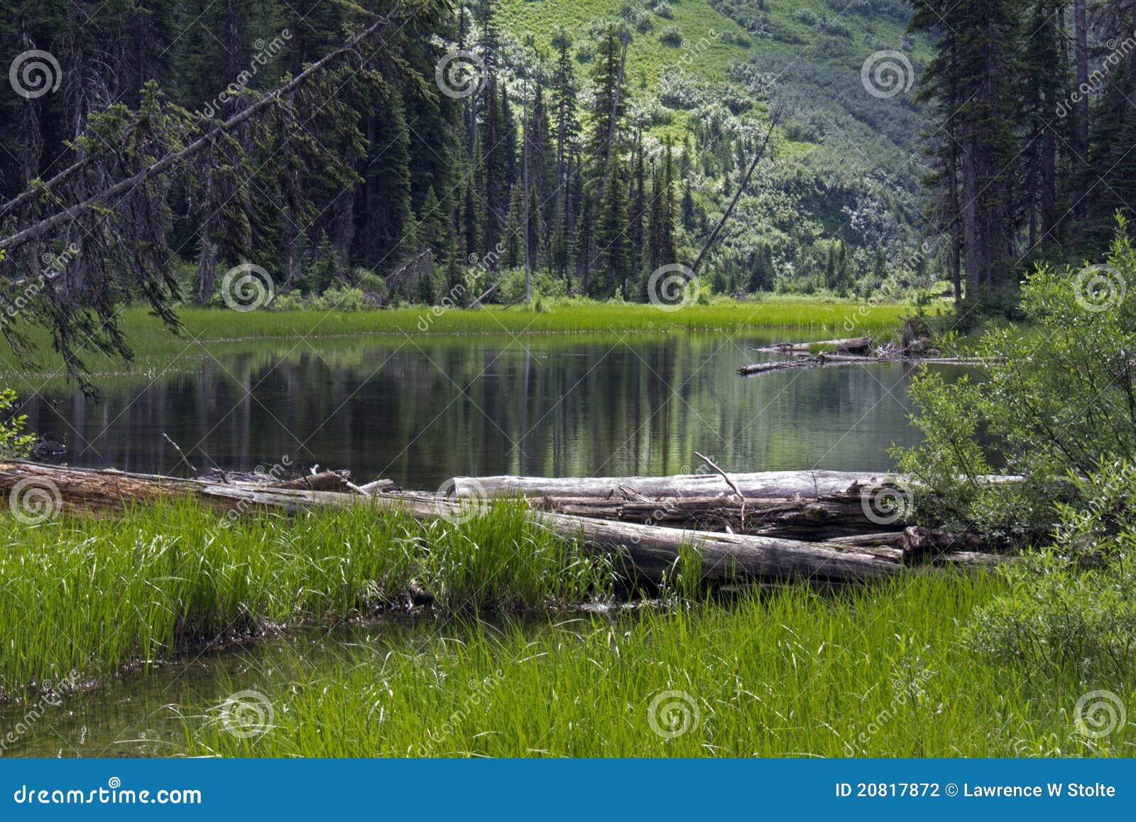 Wilderness Pond stock photo. Image of wild, grasses, logs - 20817872