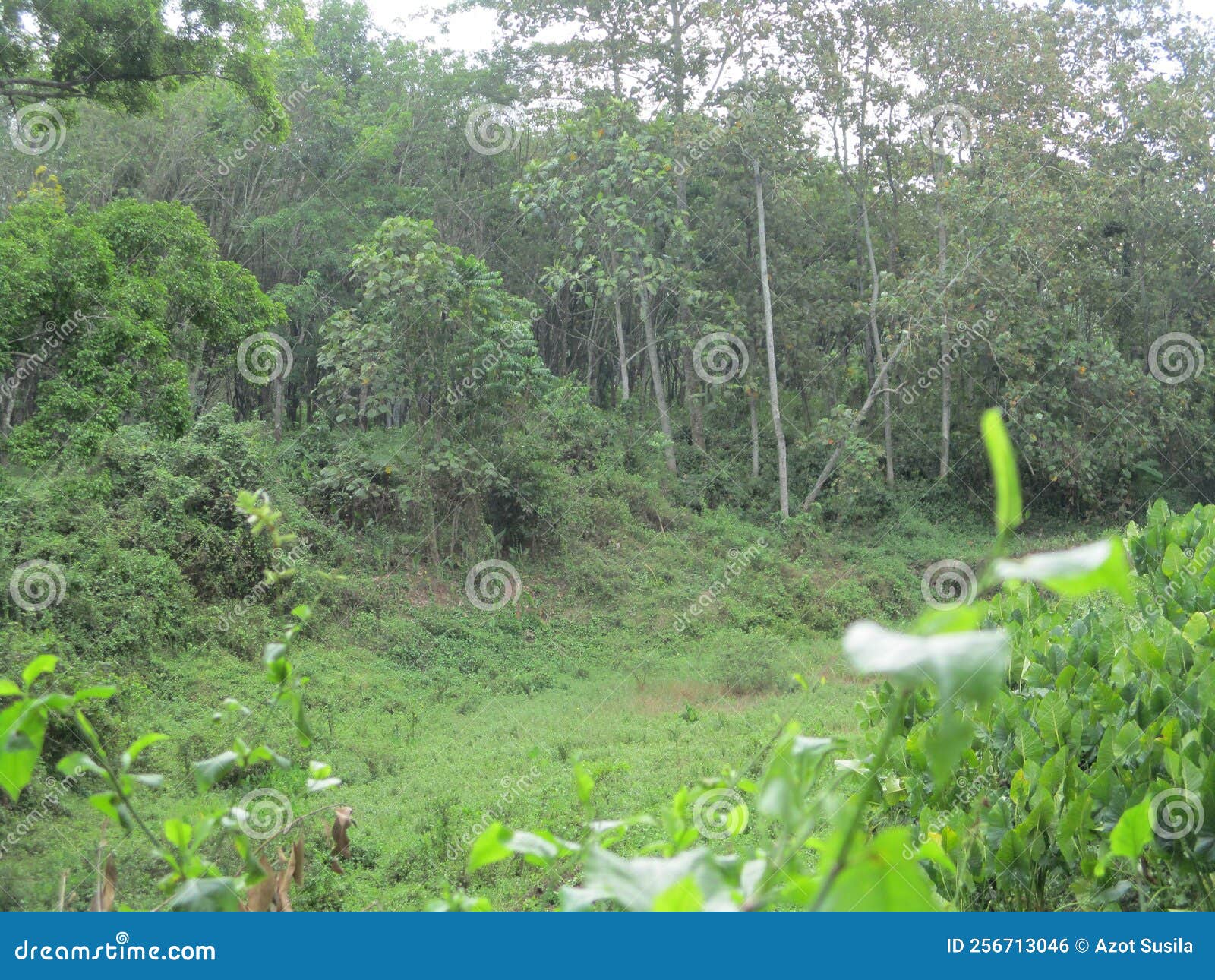 Wilderness Protected Forest Stock Photo - Image of conditions, garden ...