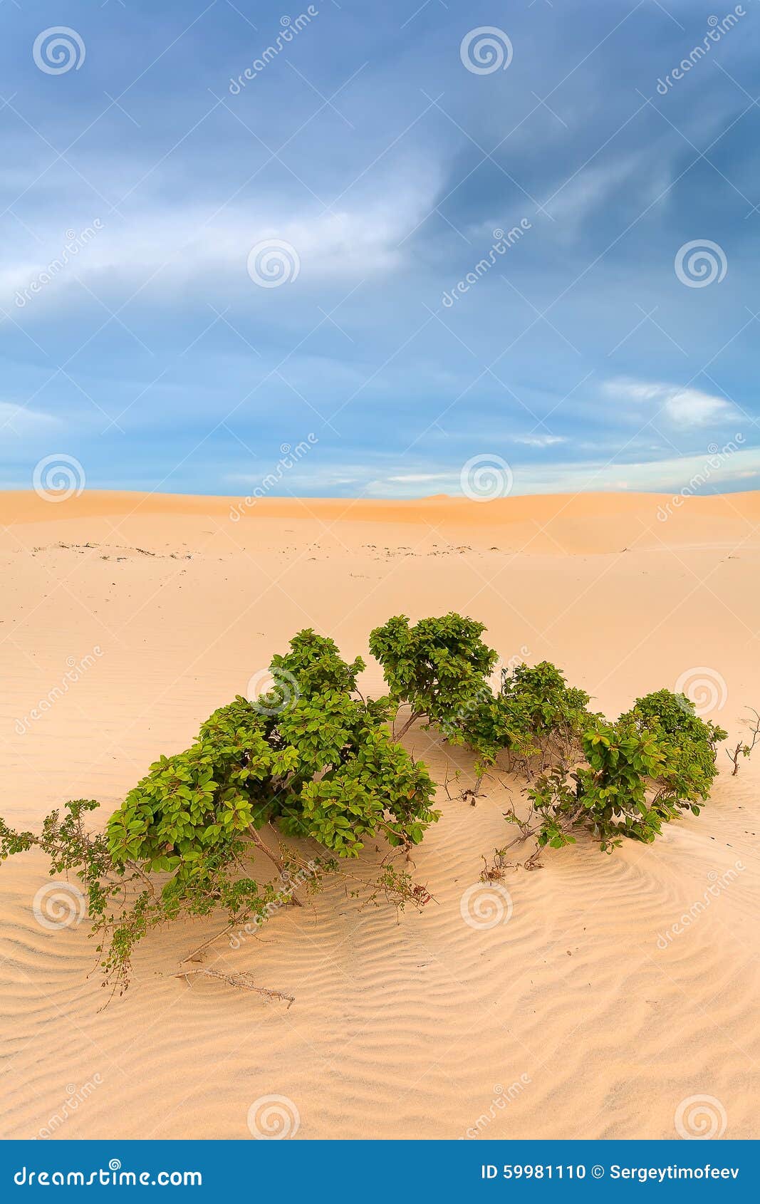 The Wilderness of Sand and Bush Tree Stock Photo - Image of heat ...