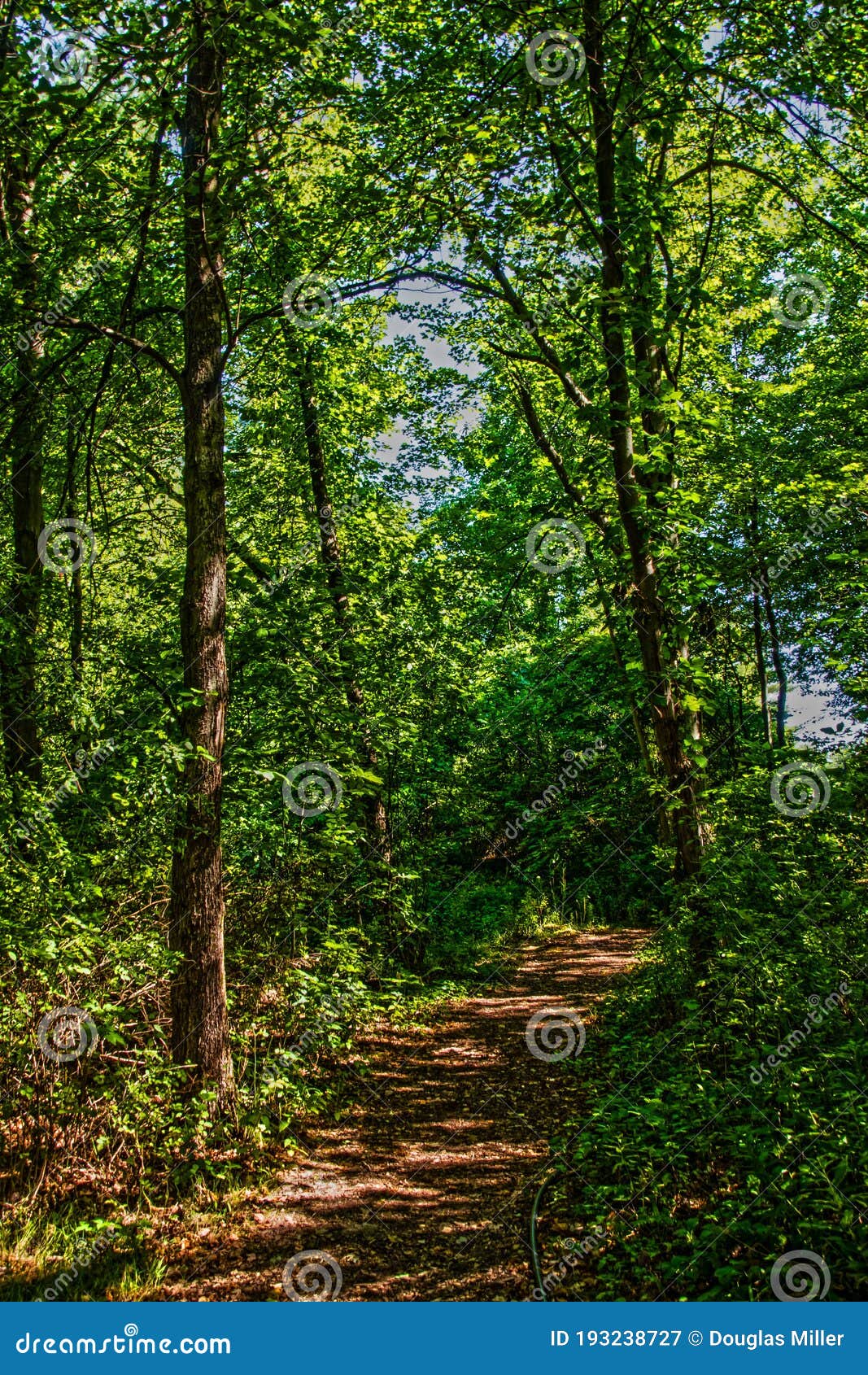 Wilderness trail stock image. Image of hiking, trees - 193238727
