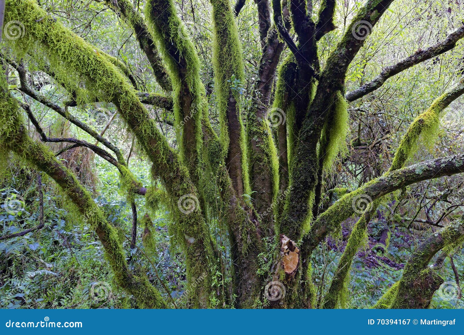 Wilderness Tree with Tufts in Rain Forest Stock Image - Image of ...