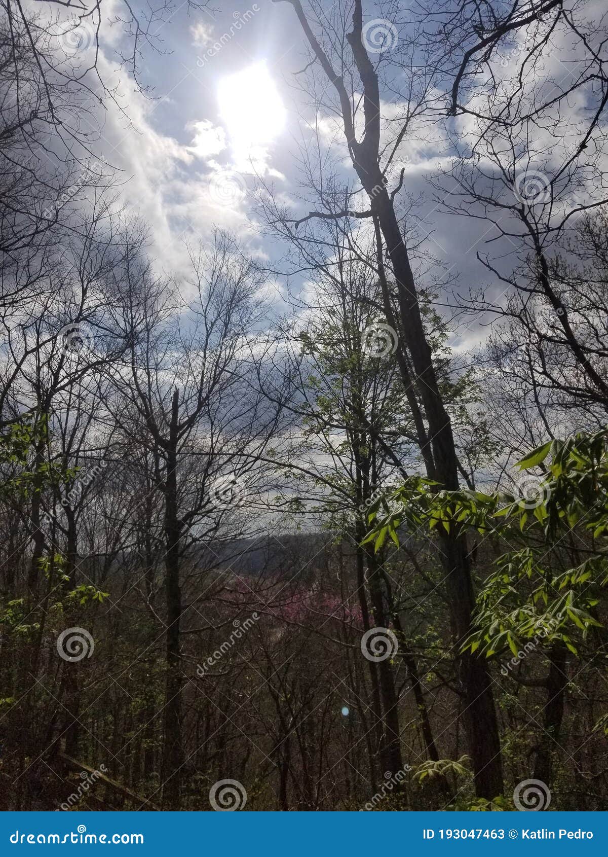Wilderness trees high up stock image. Image of snow - 193047463