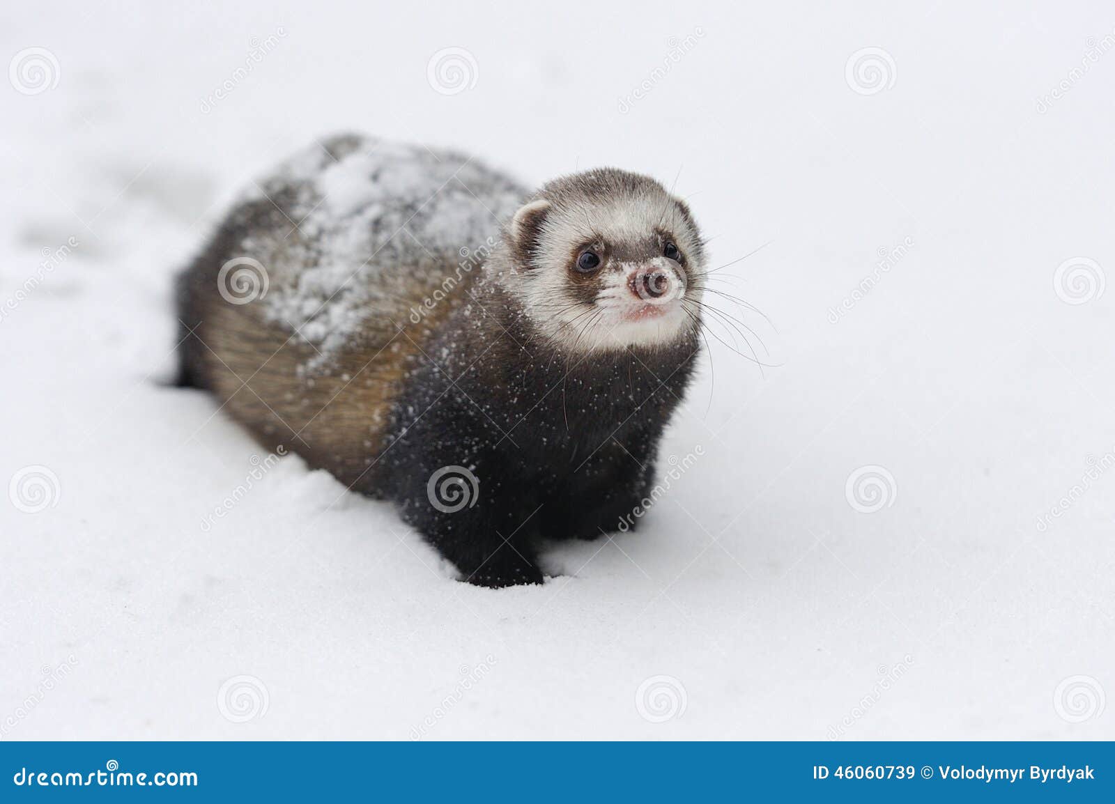 Wildes Frettchen im Schnee stockbild. Bild von fluglage - 46060739