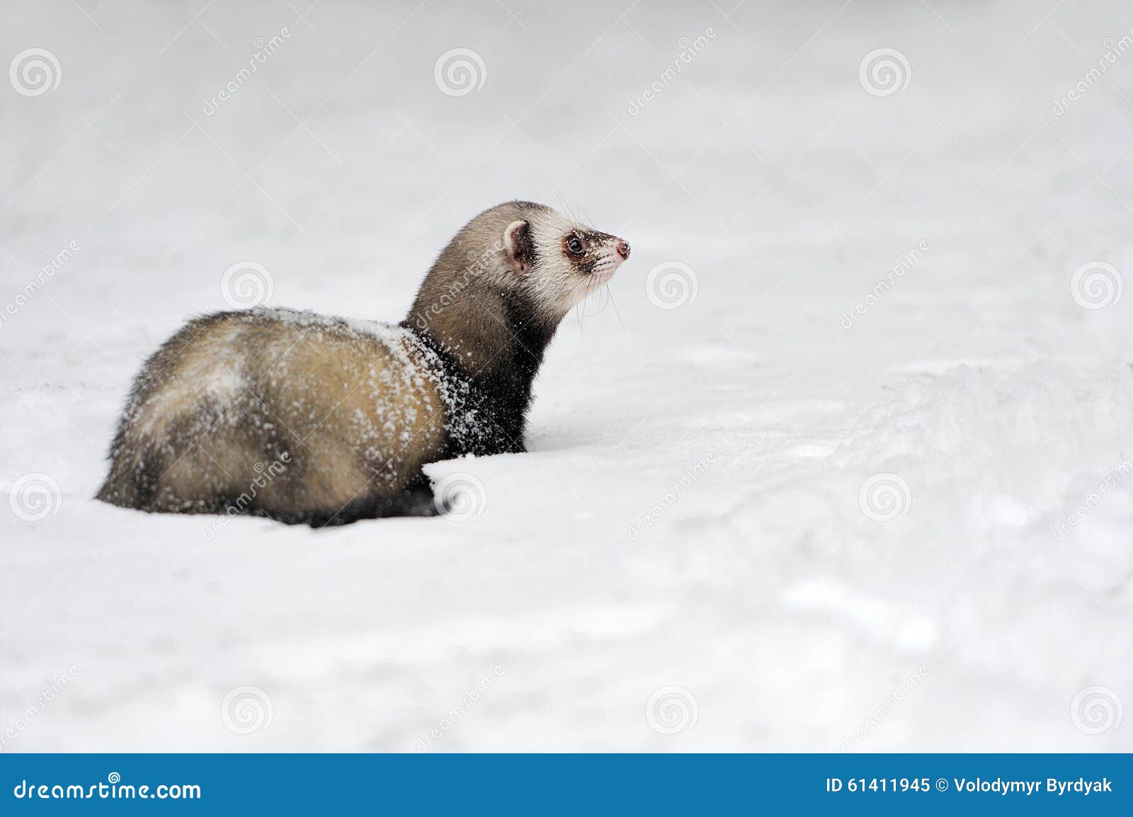Wildes Frettchen im Schnee stockbild. Bild von vorsichtig - 61411945