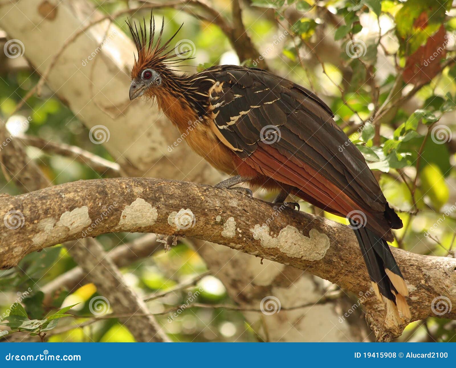 Wildes Hoatzin in Venezuela Stockfoto - Bild von sagen, feder: 19415908
