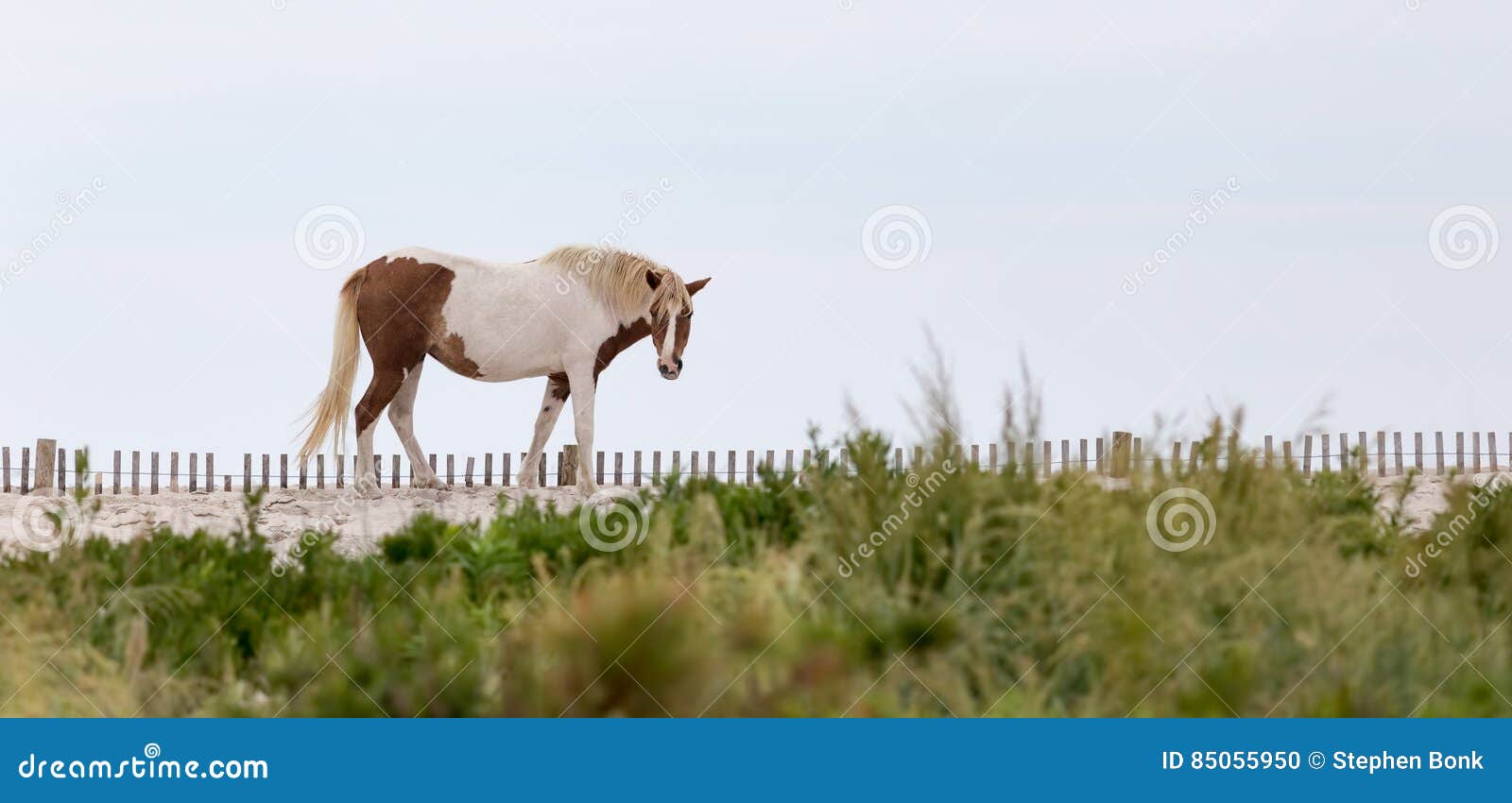 Wildes Pony Assateague Auf Dem Strand Stockfoto - Bild von säugetiere ...