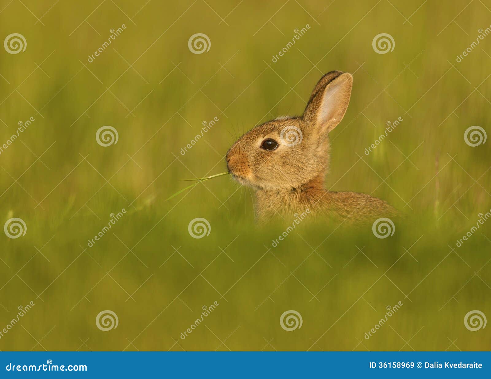 Wildes Wildkaninchen (Oryctolagus Cuniculus) Stockbild - Bild von ...