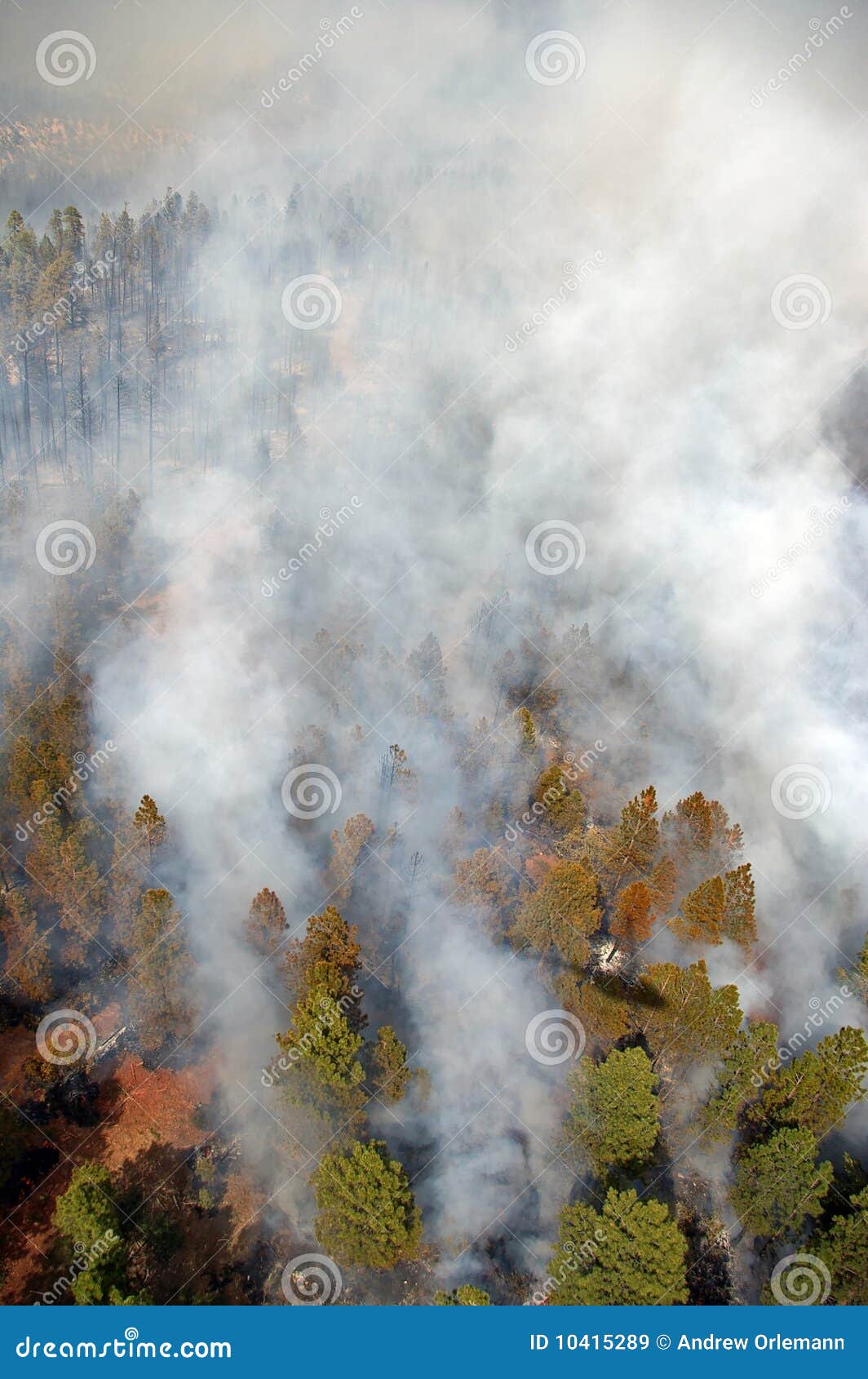Wildfire stock image. Image of woods, trees, landscape - 10415289