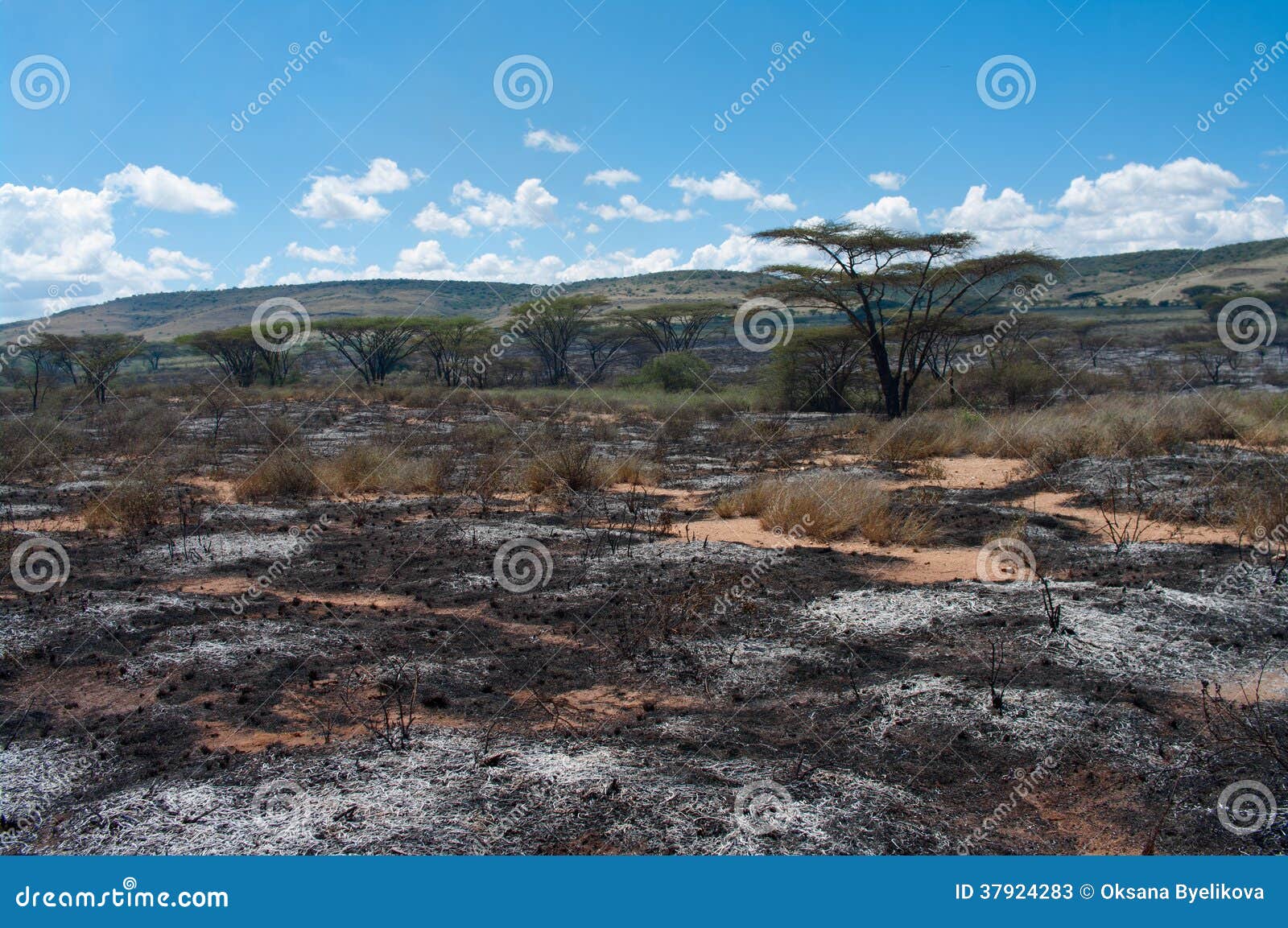 Wildfire in African Savanna Stock Image - Image of environment, area ...