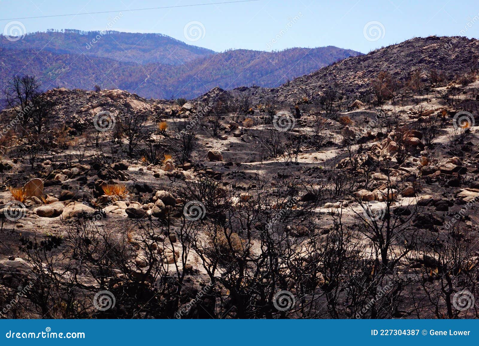 Wildfire Aftermath in the Desert Stock Image - Image of scorched ...