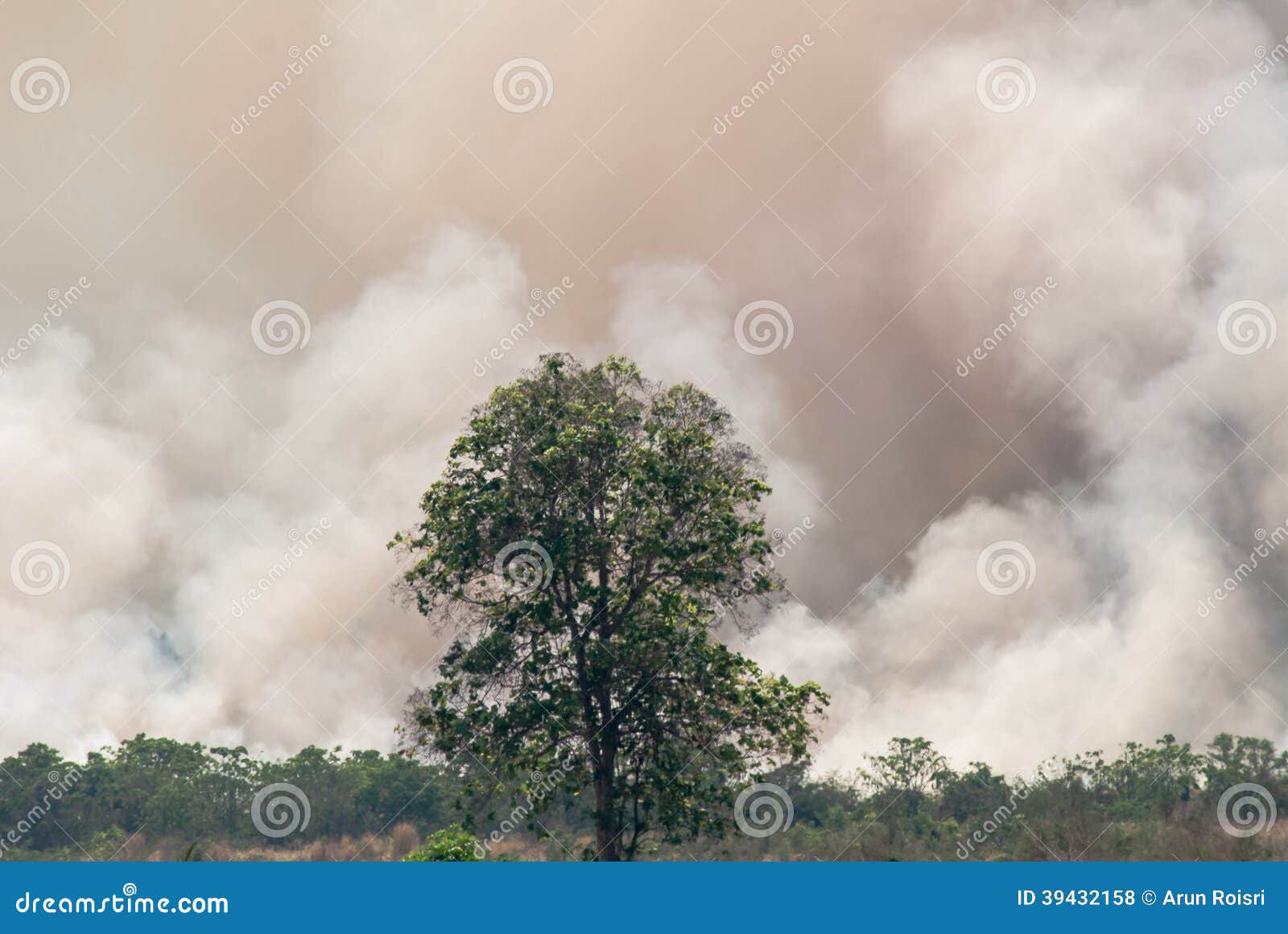 Wildfire - Burning Forest Ecosystem is Destroyed Stock Photo - Image of ...