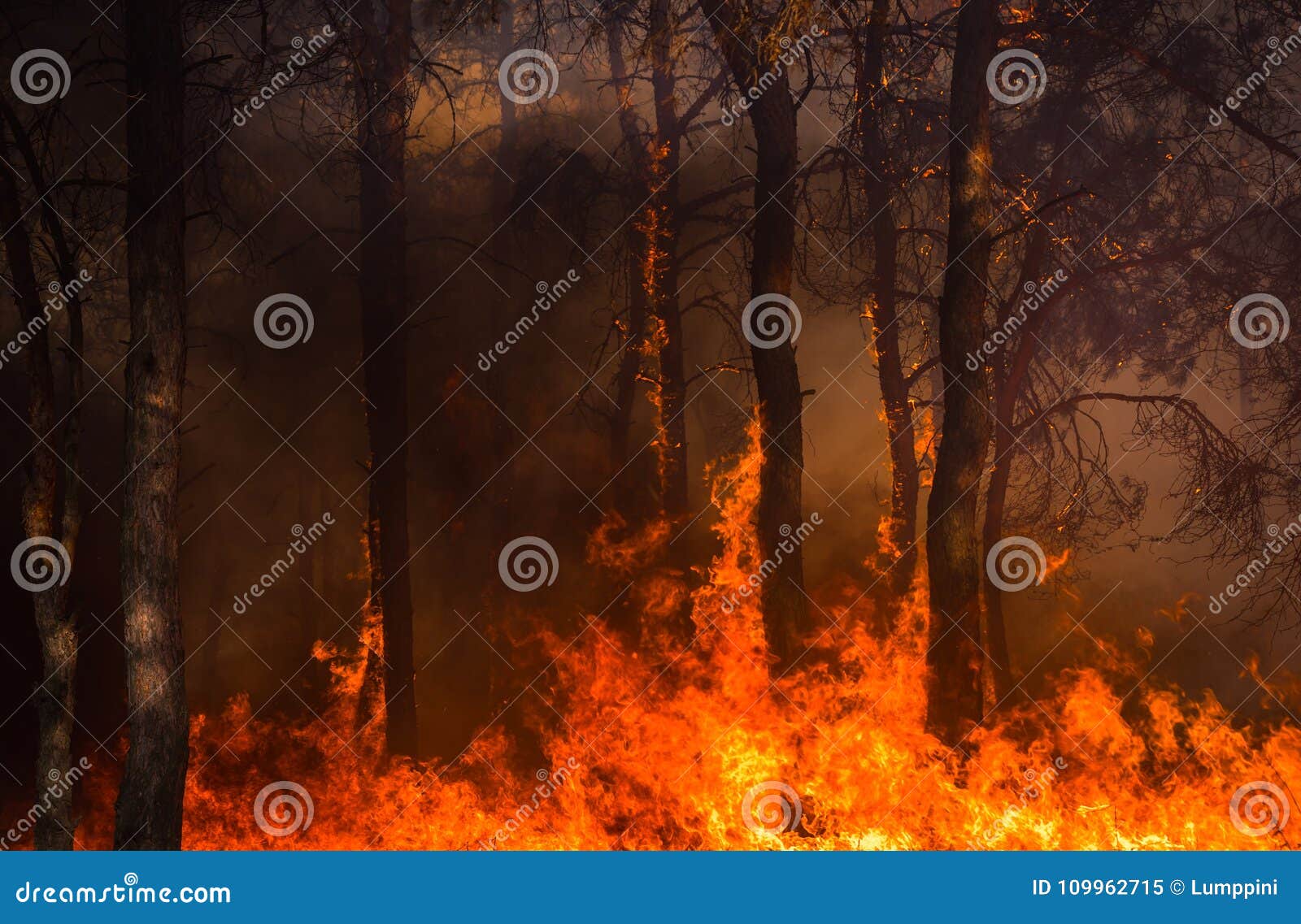 Wildfire, Burning Pine Forest . Stock Image - Image of environment ...