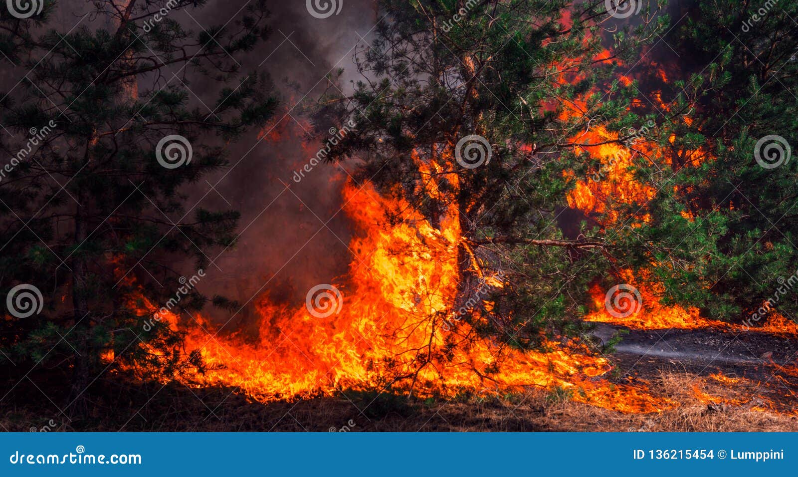 Wildfire, Burning Pine Forest Editorial Stock Image - Image of hazard ...