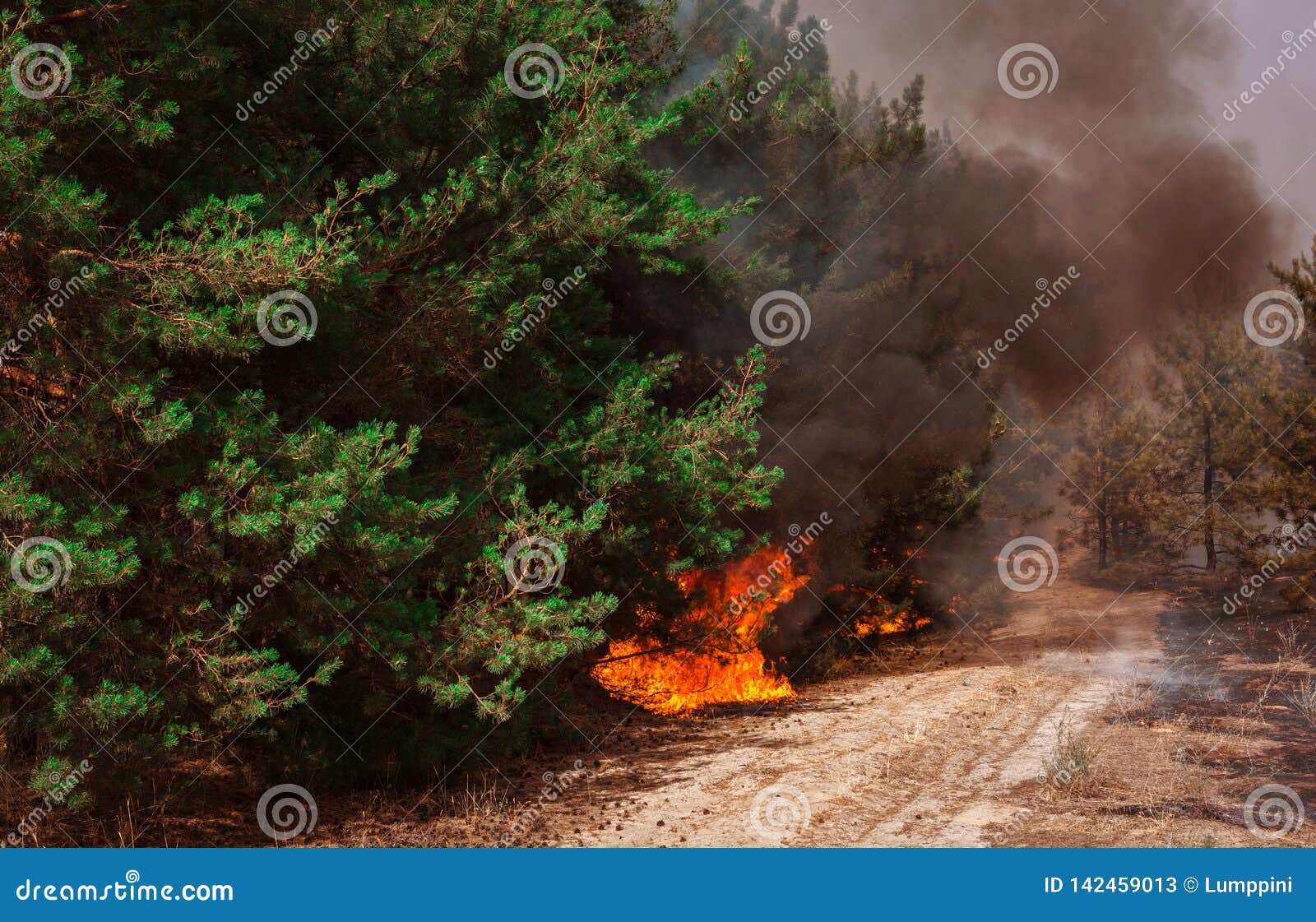 Wildfire, Burning Pine Forest Stock Image - Image of damage, smoky ...