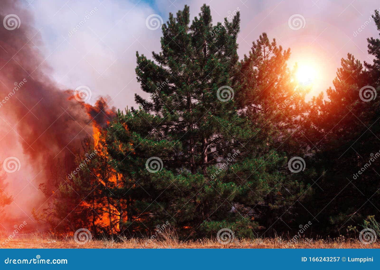Wildfire, Burning Pine Forest Stock Image - Image of destruction ...