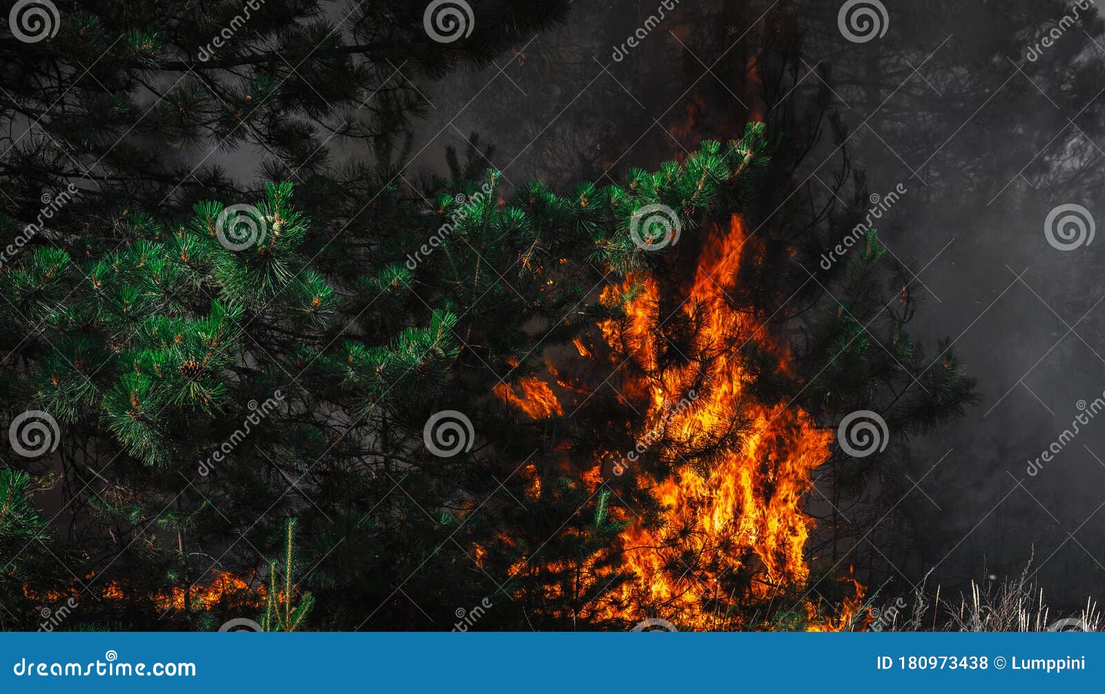 Wildfire, Burning Pine Forest Stock Photo - Image of smoke, forest ...