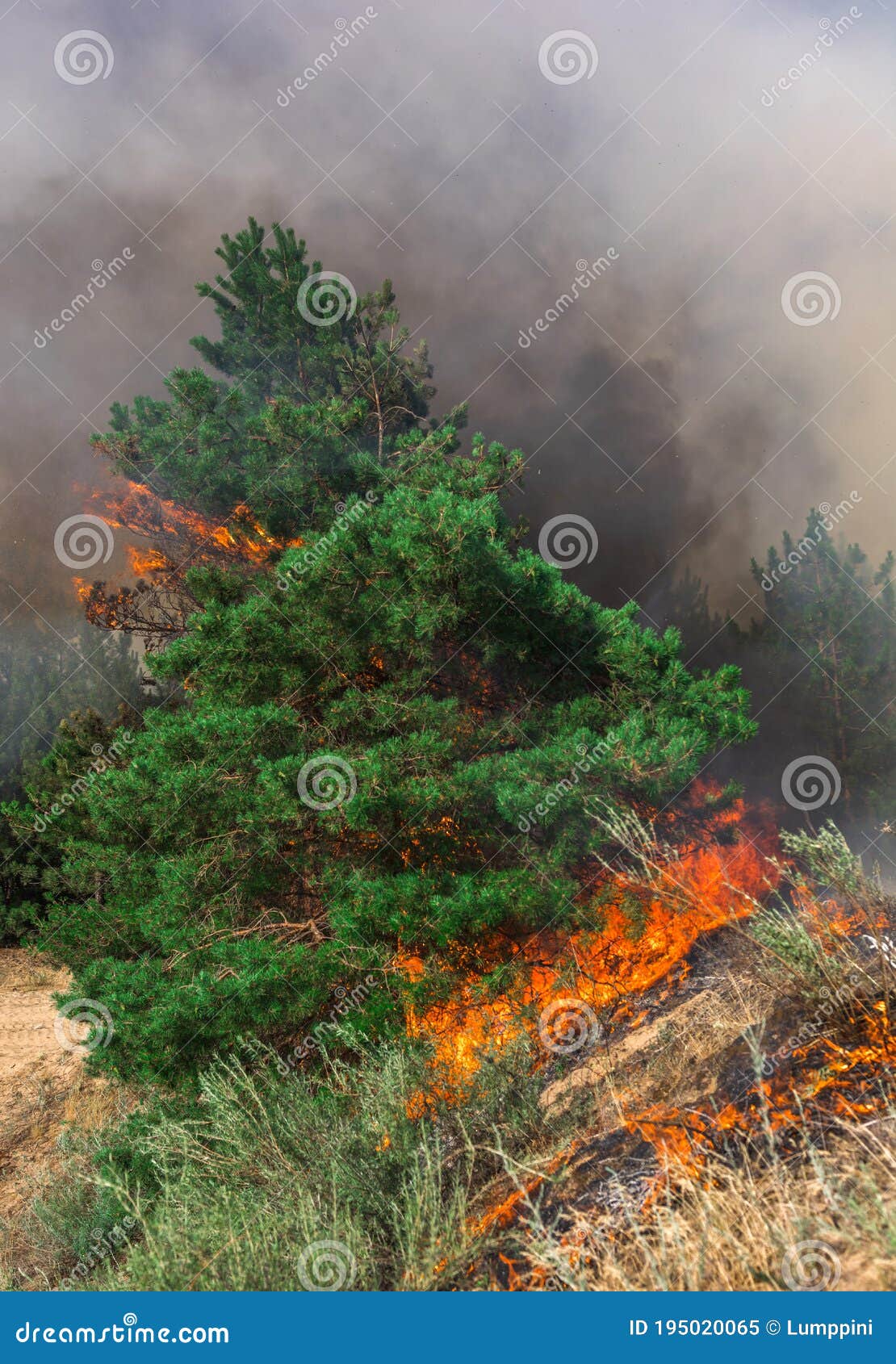 Wildfire, Burning Pine Forest Stock Image - Image of burn, destruction ...