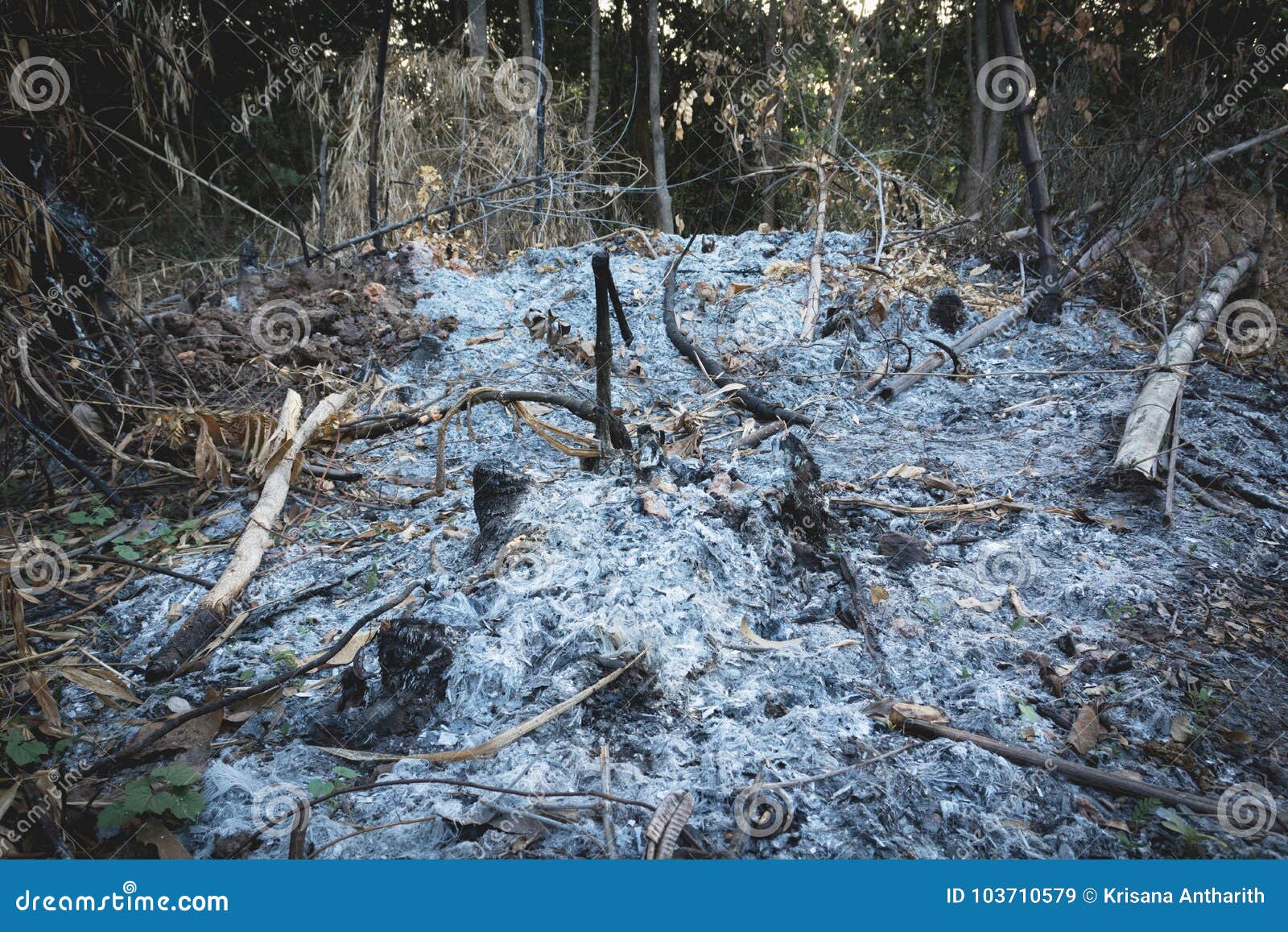 After Wildfire Burning Tree at the Day. Forest Fire Stock Image - Image ...