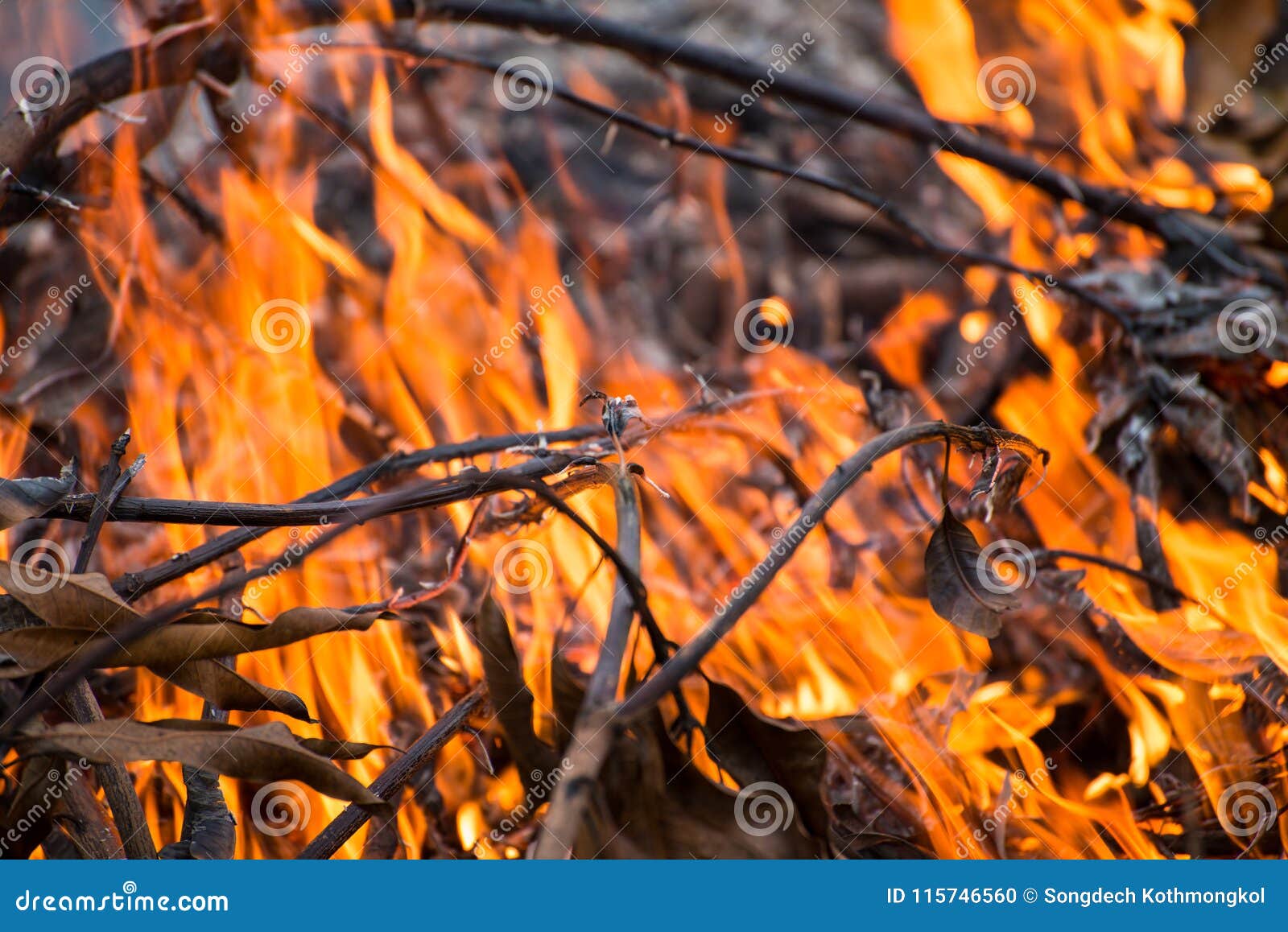 Wildfire burning stock photo. Image of environment, wildfire - 115746560
